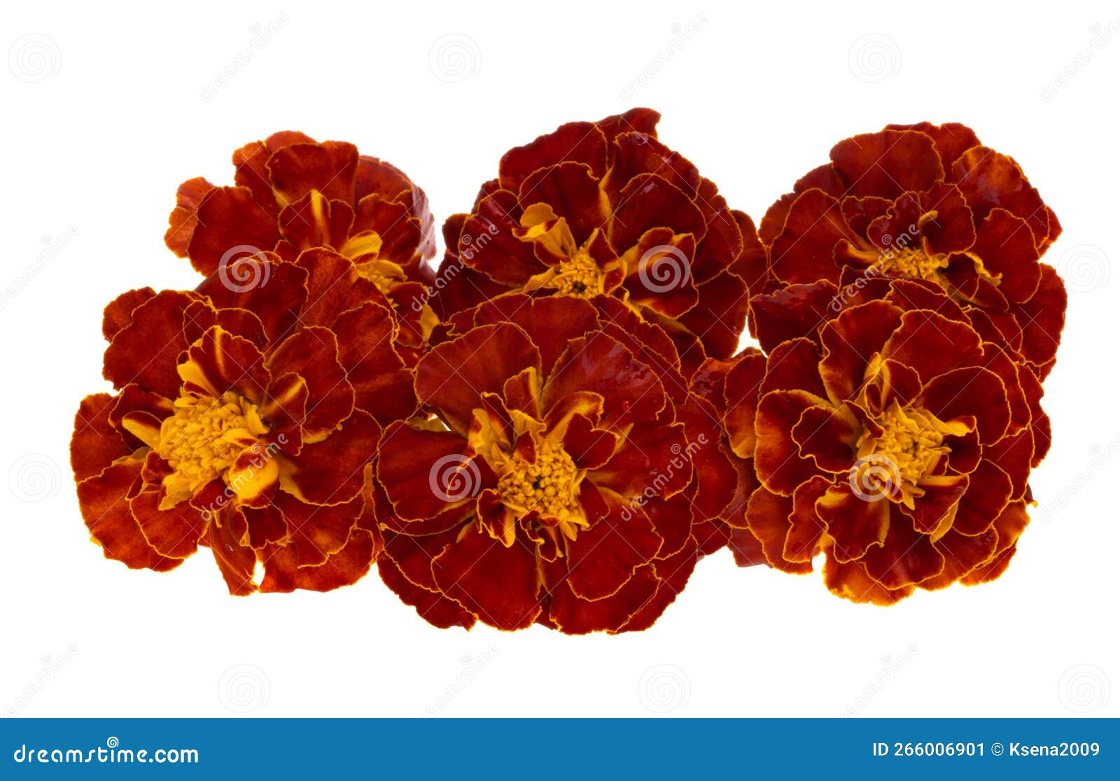 Flores de oro aisladas imagen de archivo. Imagen de flor - 266006901