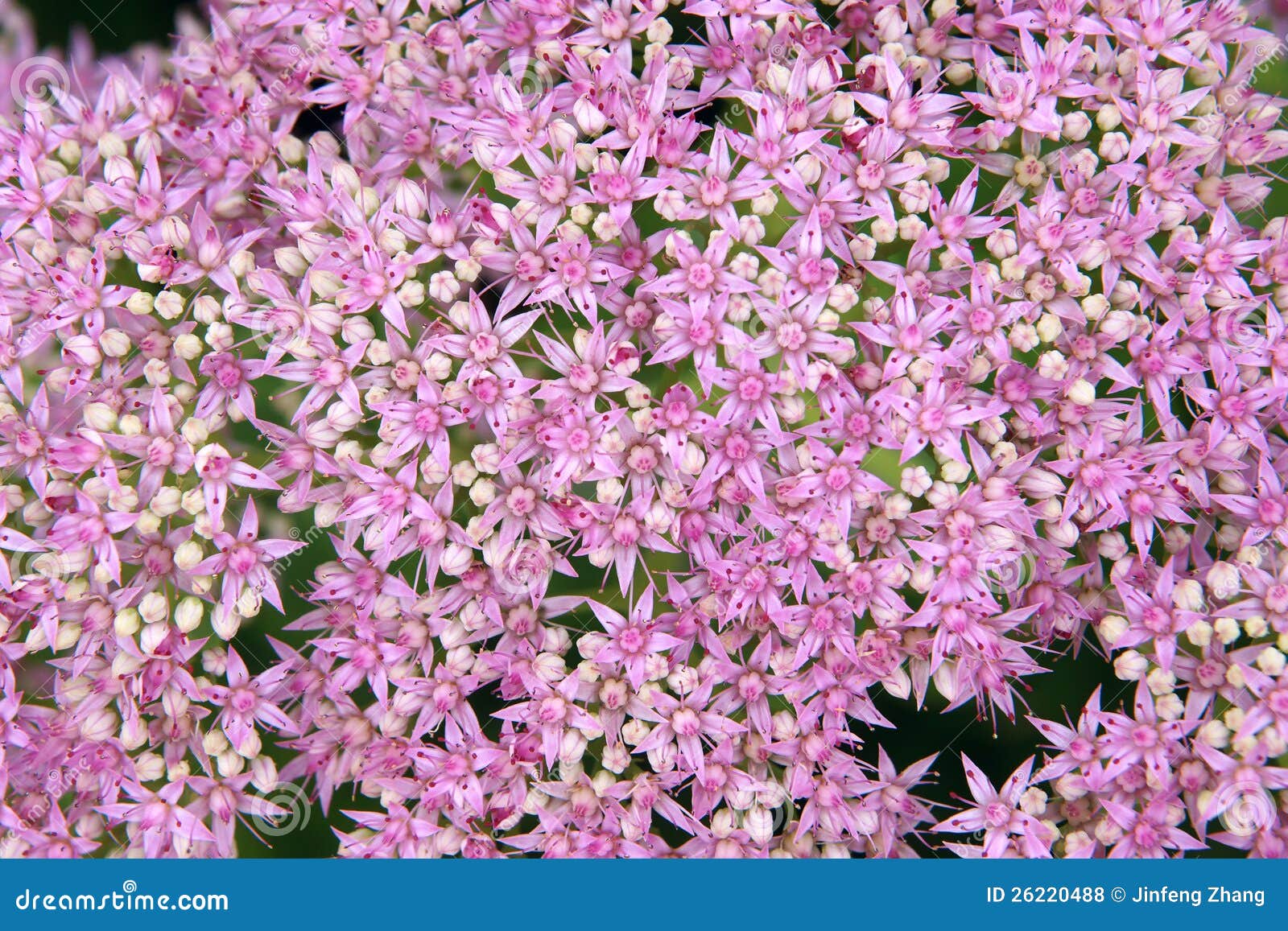 Flores de Orpin foto de archivo. Imagen de flor, rosa - 26220488