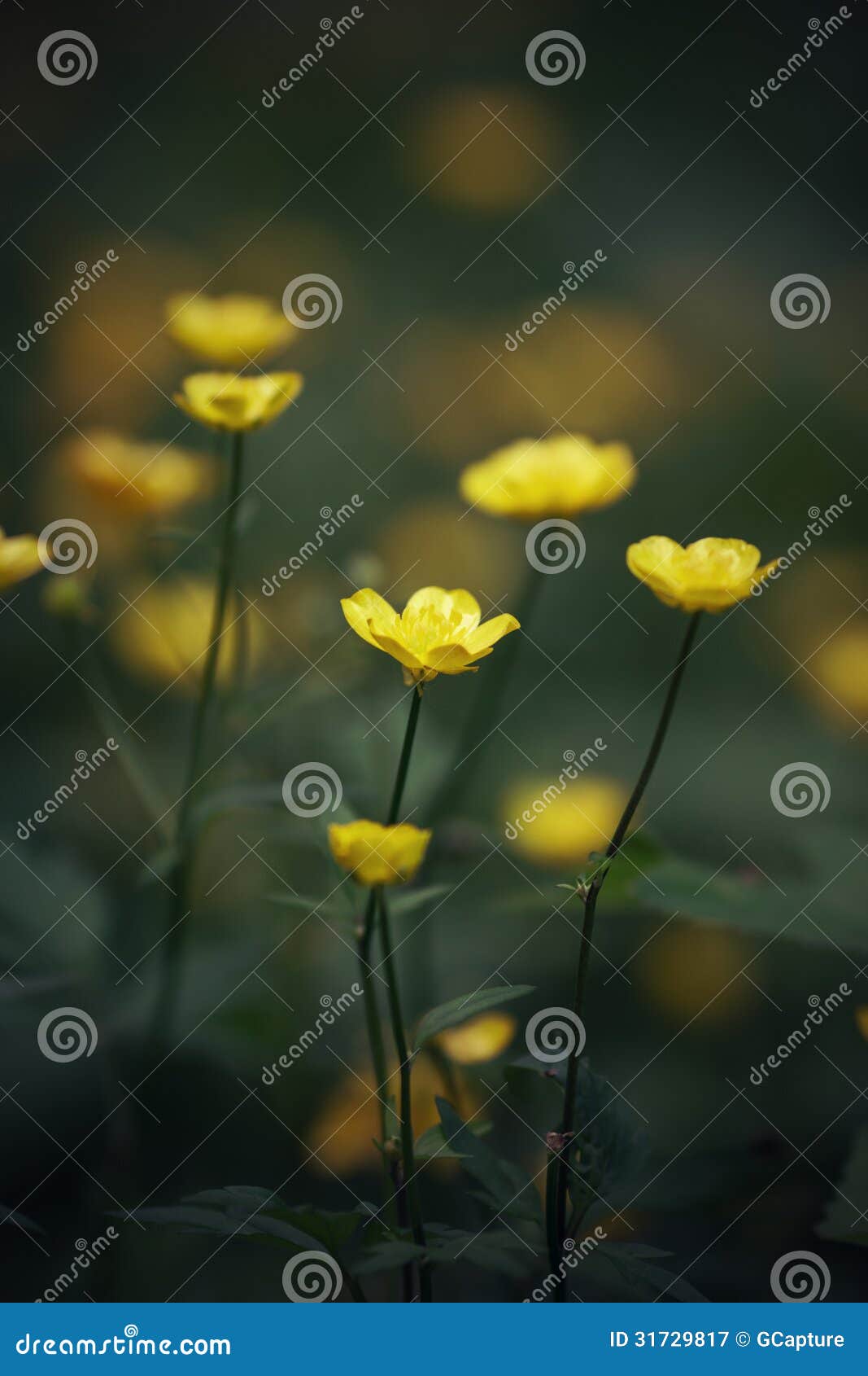 Flores de Paigle no prado imagem de stock. Imagem de flores - 31729817