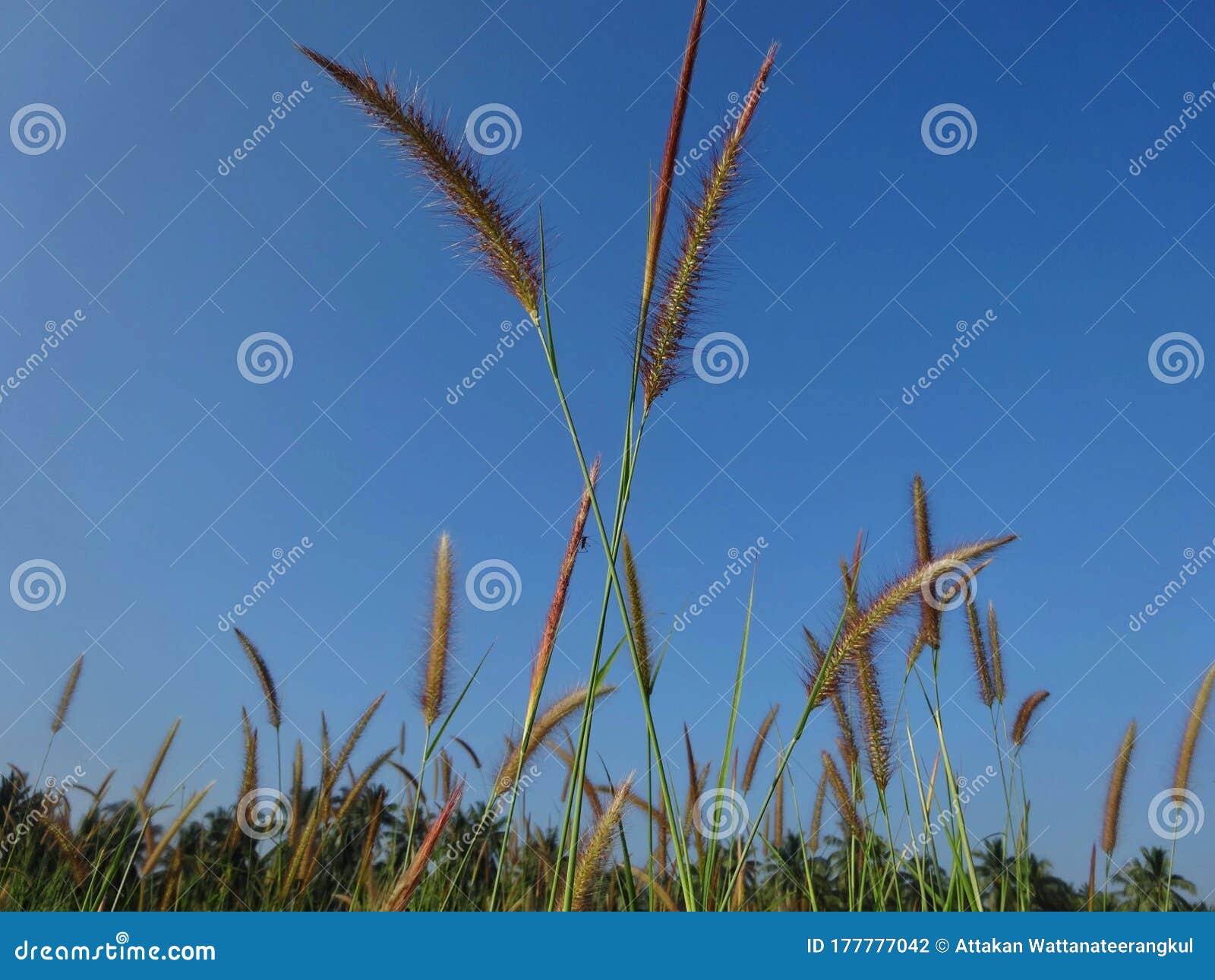 Flores de pasto y cielo foto de archivo. Imagen de campo - 177777042