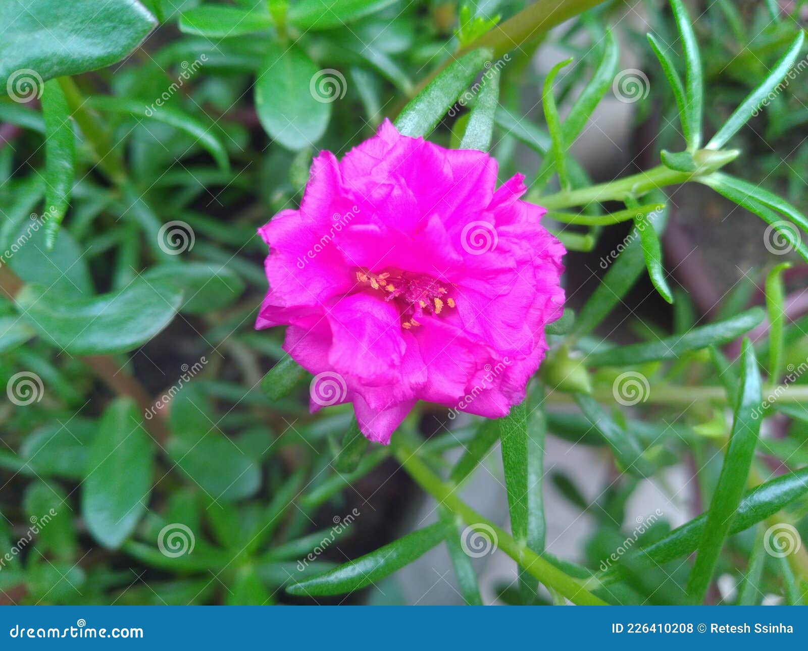Flores de rosa musgo foto de archivo. Imagen de pétalo - 226410208