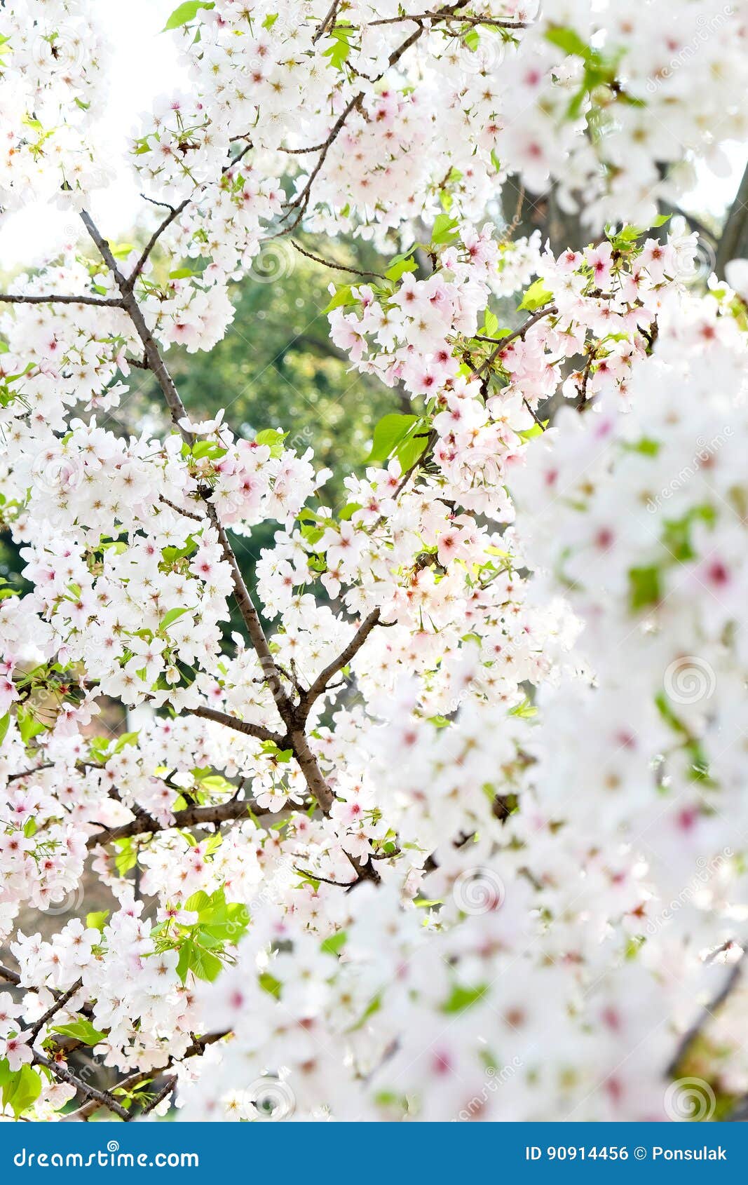 Flores de Sakura foto de archivo. Imagen de planta, parque - 90914456