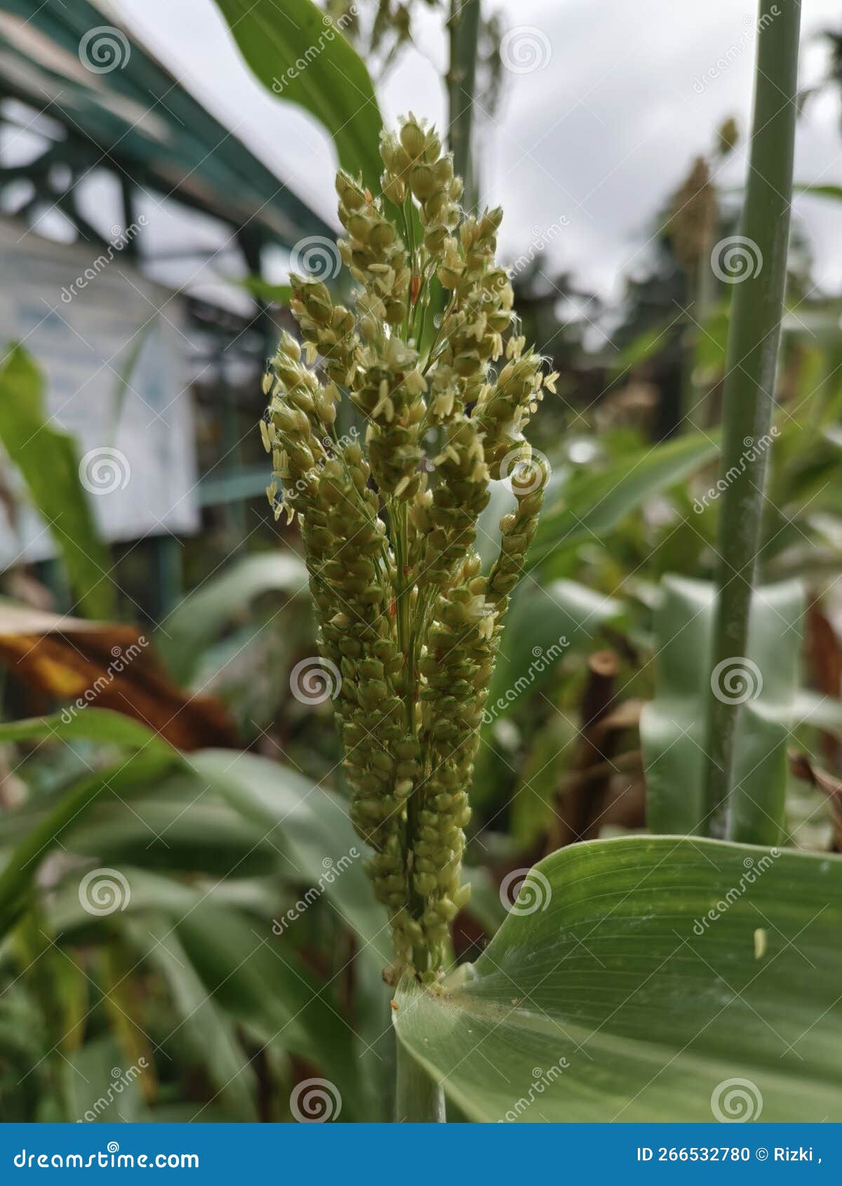 Flores de sorgo foto de archivo. Imagen de planta, granjero - 266532780