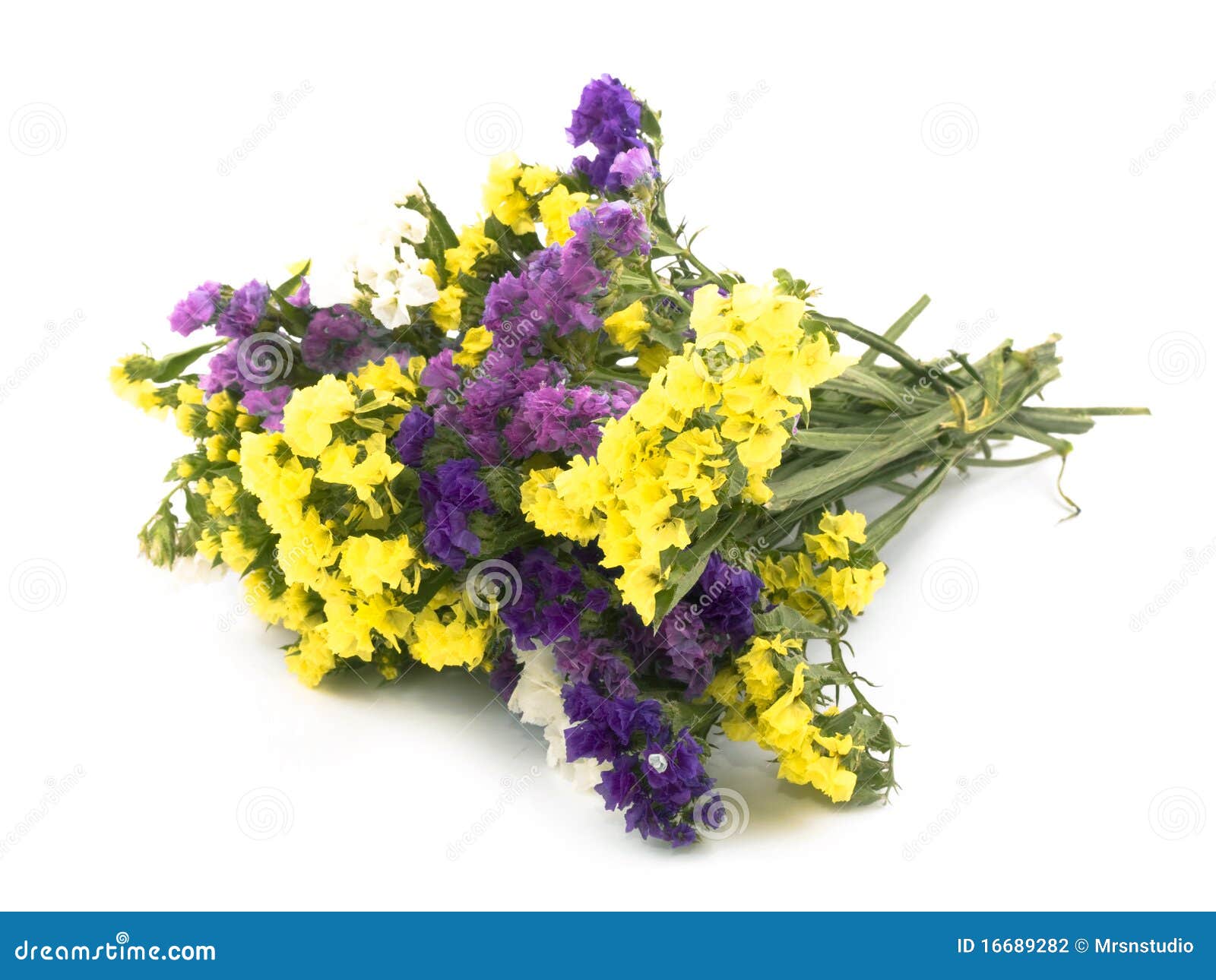 Flores De Statice - Limonium Sinuatum Foto de Stock - Imagem de roxo ...