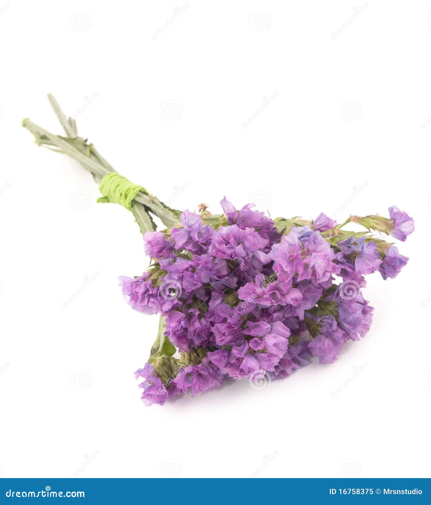 Flores De Statice - Limonium Sinuatum Imagem de Stock - Imagem de flora ...
