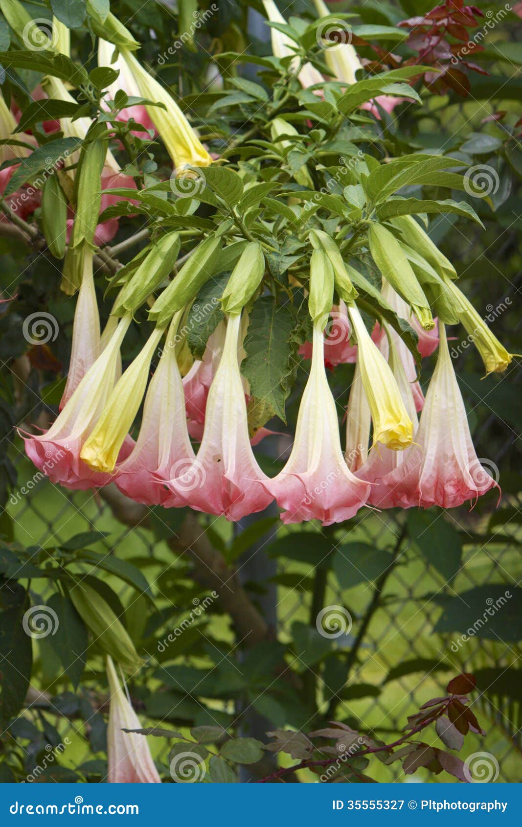 Flores de trompeta imagen de archivo. Imagen de follaje - 35555327