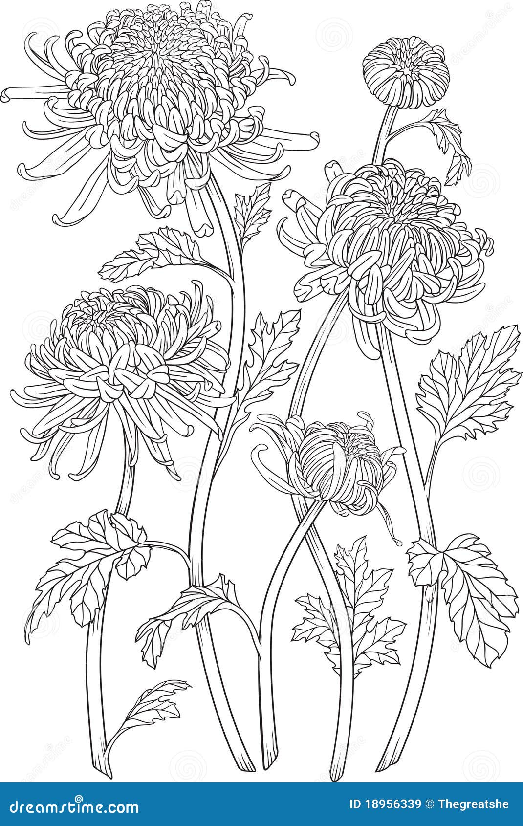 Flores De Un Crisantemo Del Color Ilustración del Vector - Ilustración ...