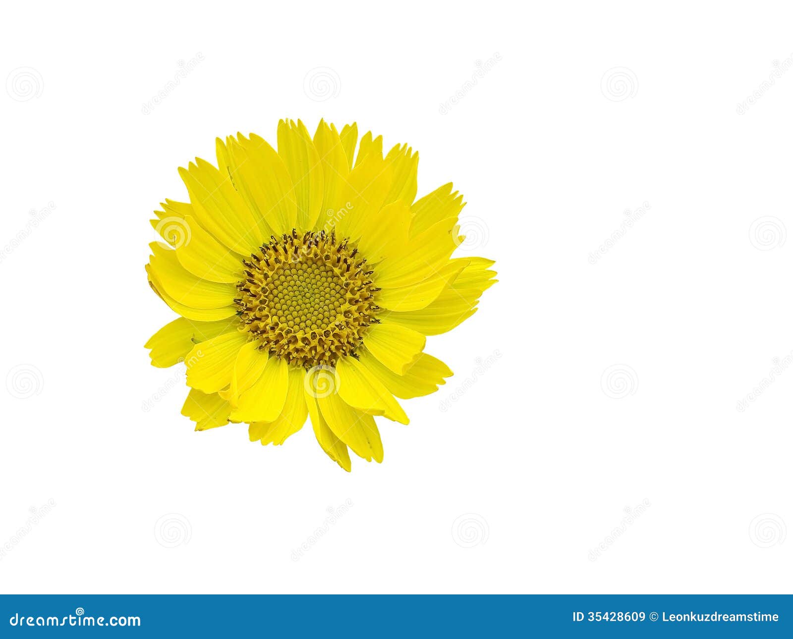 Flores de Urup da ilha imagem de stock. Imagem de beleza - 35428609