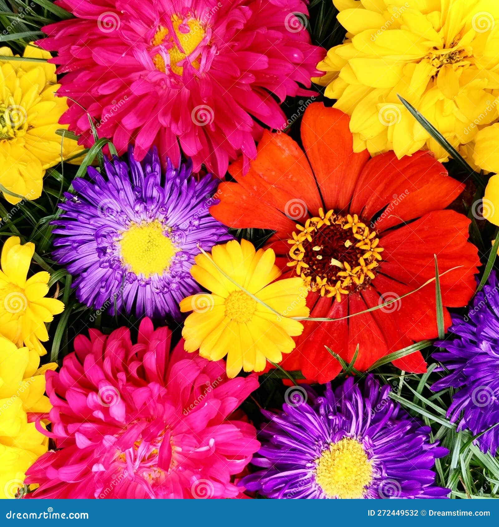 Flores de varios colores foto de archivo. Imagen de amarillo - 272449532