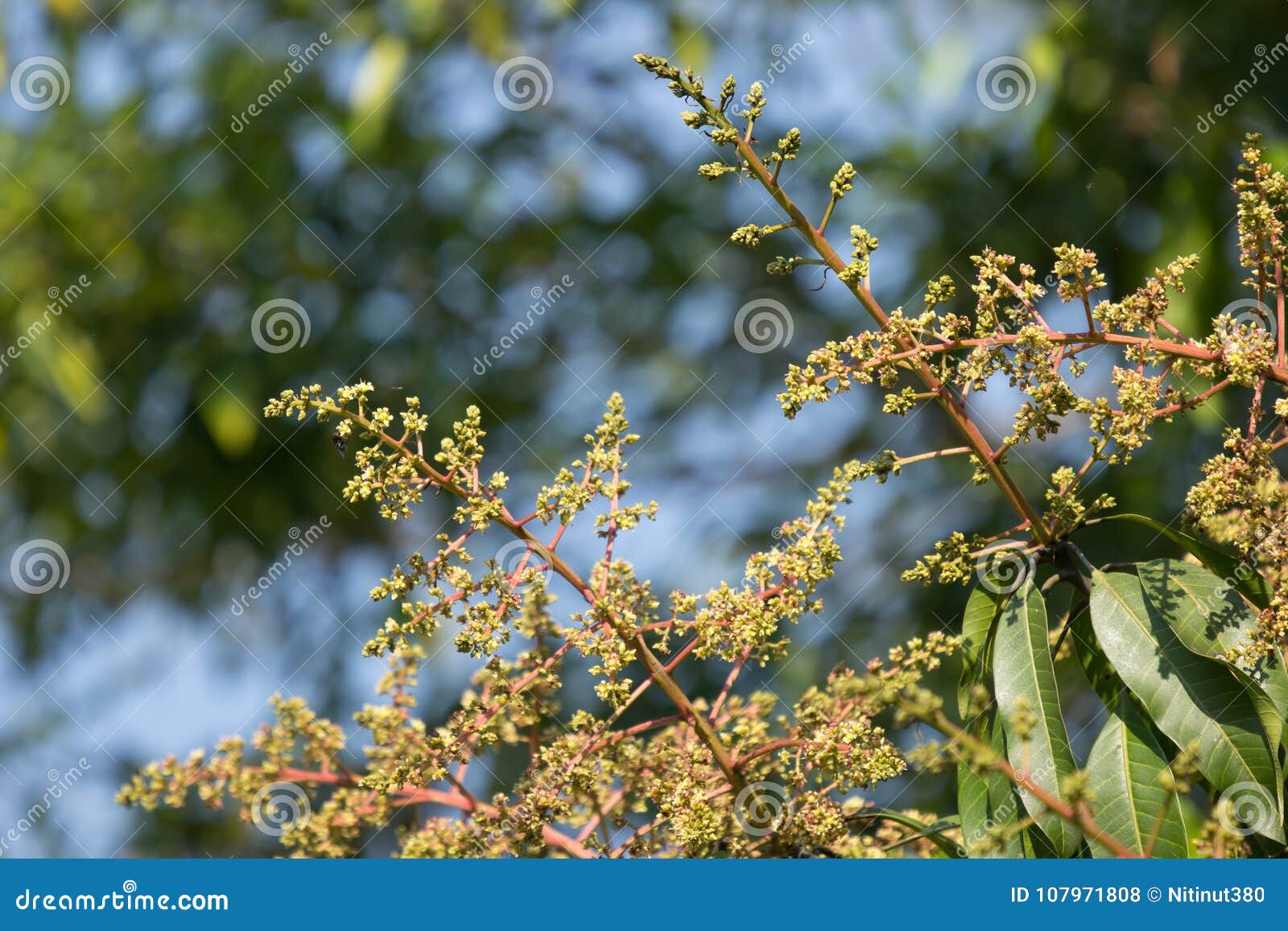 Flores Del árbol De Mango De La Flor Del Mango Foto de archivo - Imagen ...