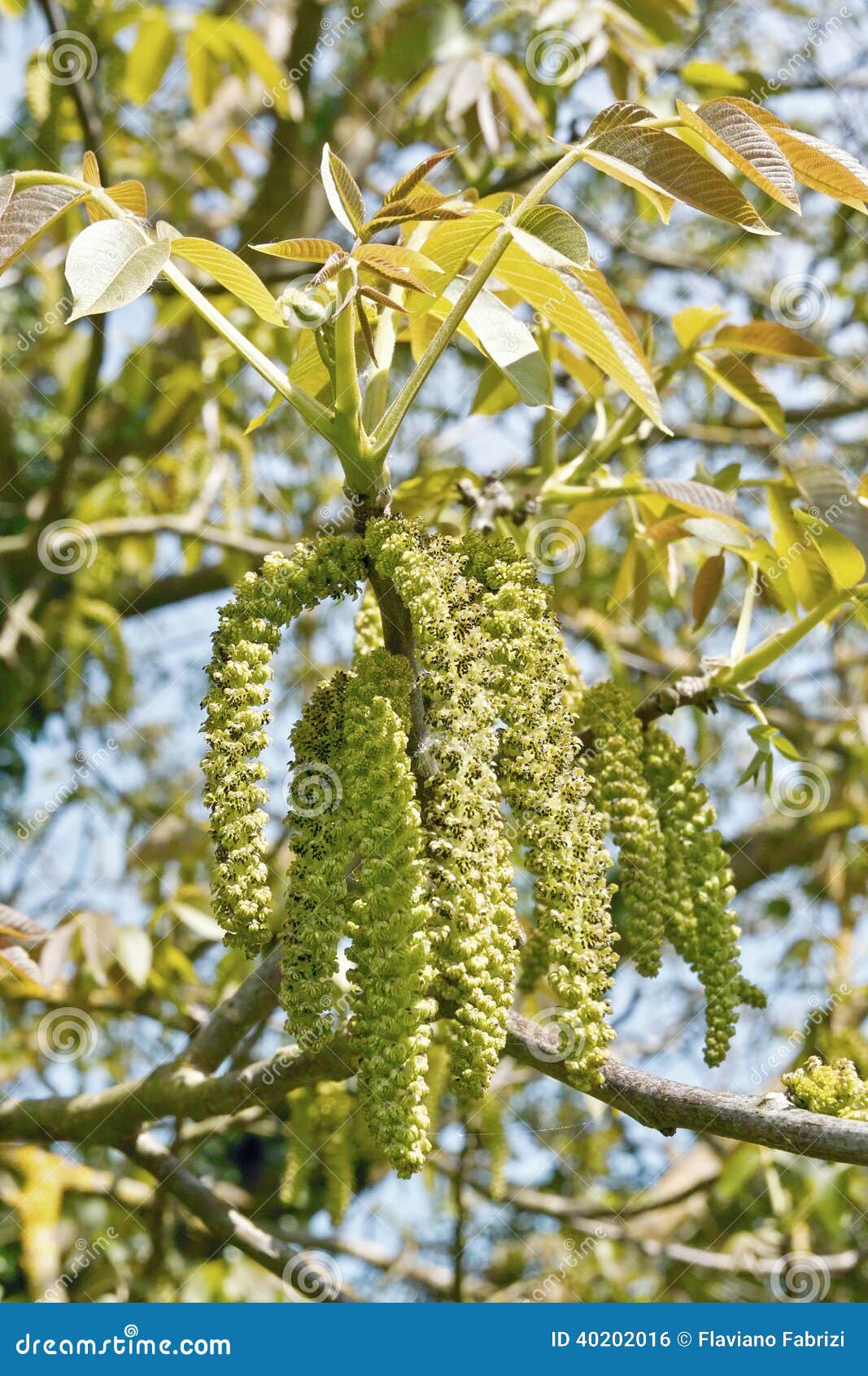 Flores del árbol de nuez foto de archivo. Imagen de nuez - 40202016