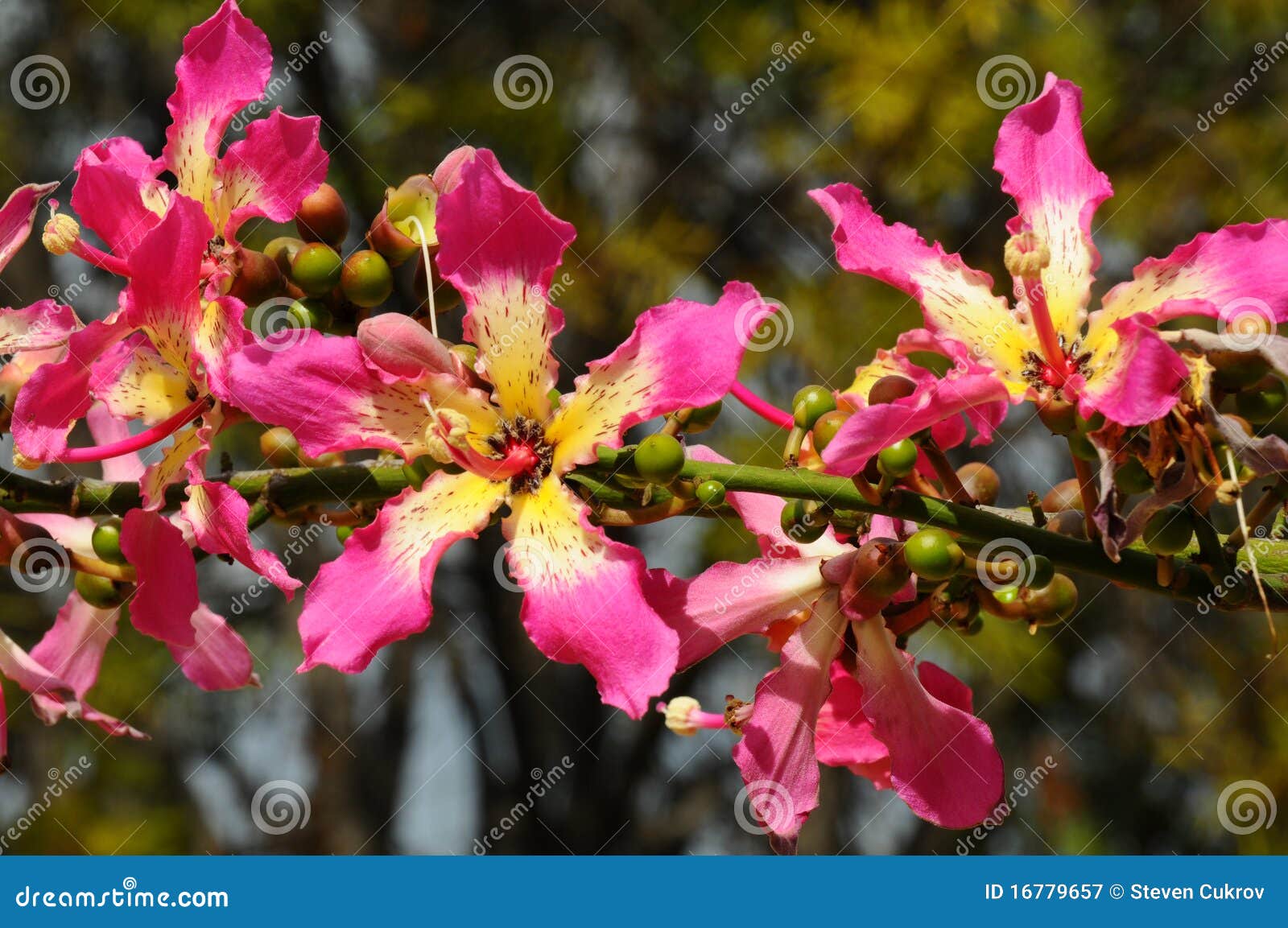 Flores Del árbol De Seda De La Seda Imagen de archivo - Imagen de cubo ...