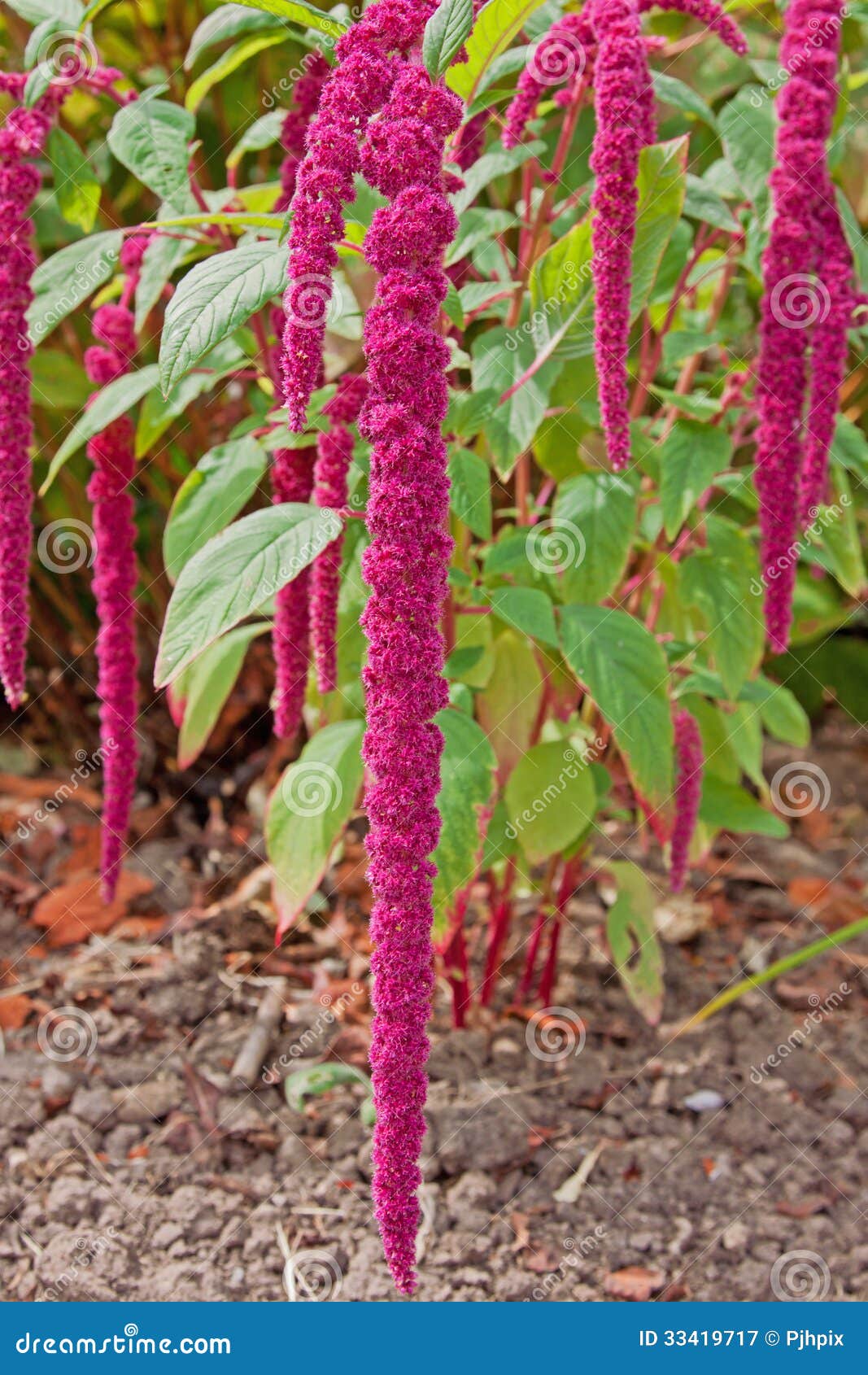 Flores del amaranto imagen de archivo. Imagen de hermoso - 33419717