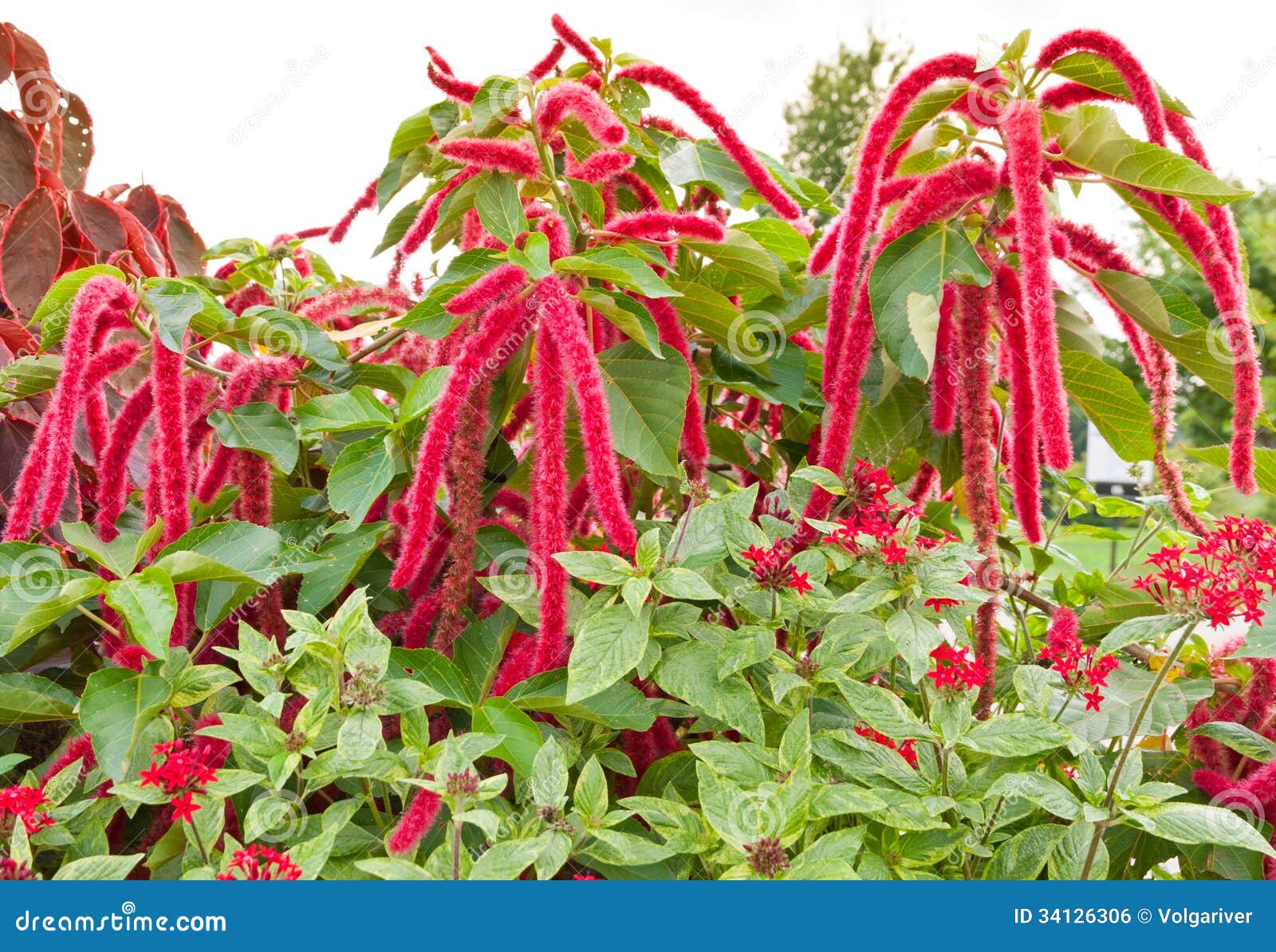 Flores del amaranto foto de archivo. Imagen de borlas - 34126306
