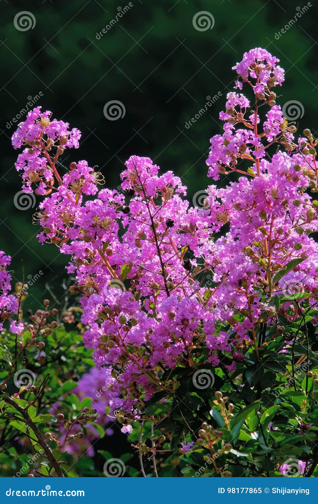 Flores Del Arbol De Jupiter Imagen de archivo - Imagen de flor, primer ...