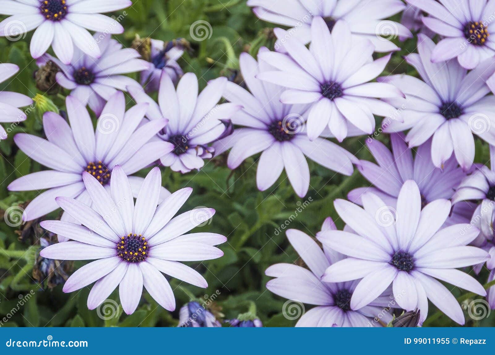 Flores del Asteraceae imagen de archivo. Imagen de travieso - 99011955