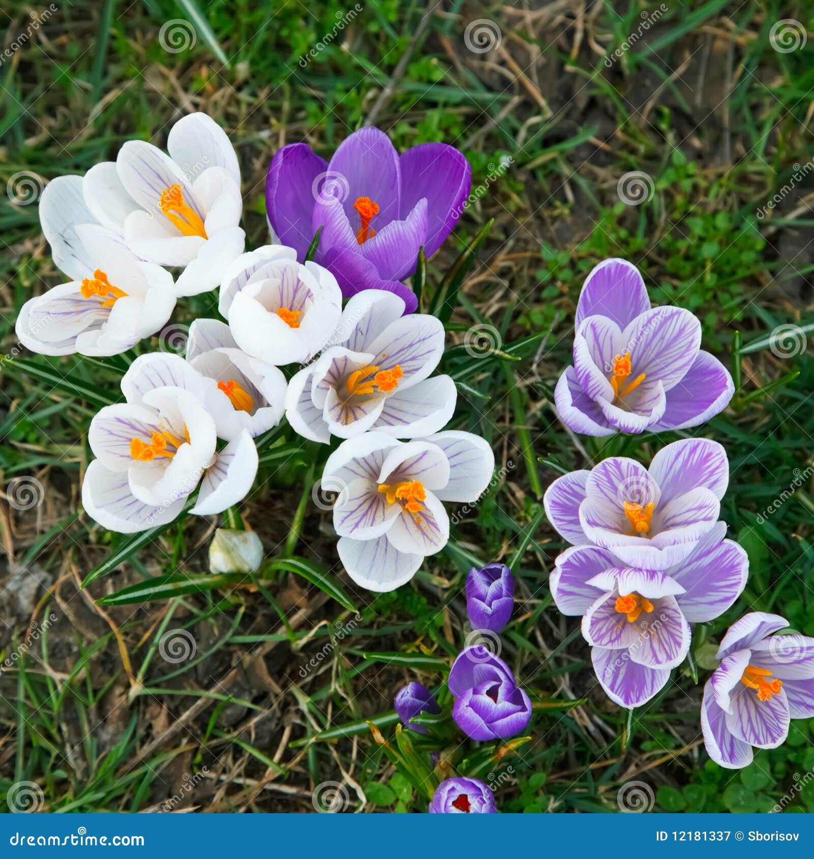 Flores del azafrán imagen de archivo. Imagen de earliest - 12181337
