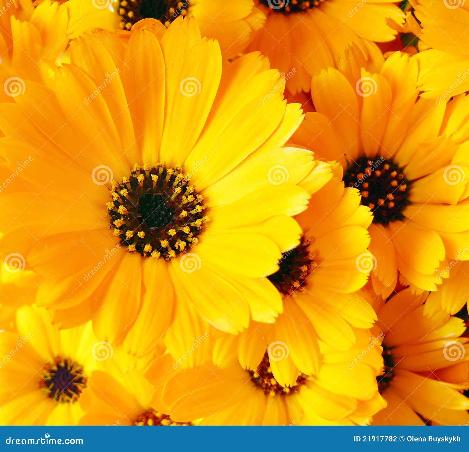 Flores del Calendula foto de archivo. Imagen de pétalo - 21917782