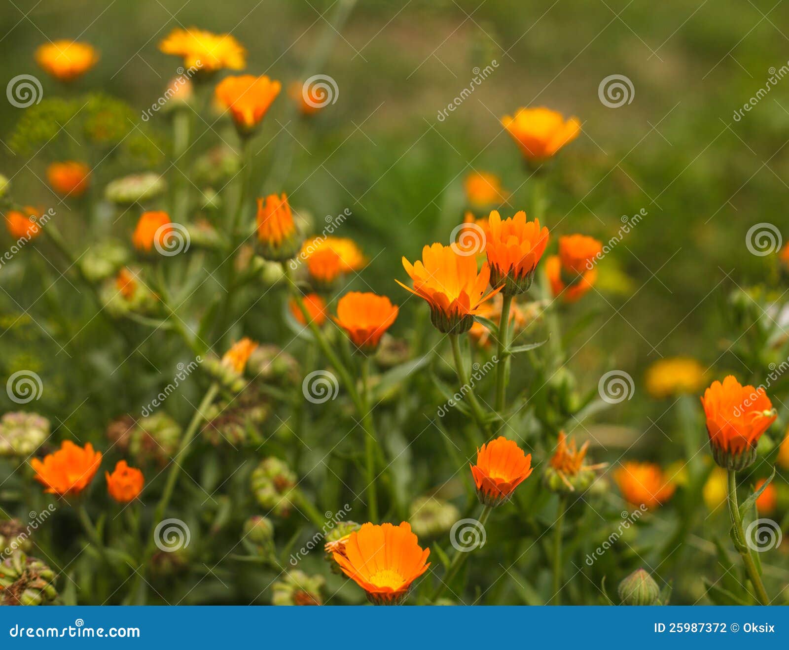 Flores del Calendula foto de archivo. Imagen de hoja - 25987372