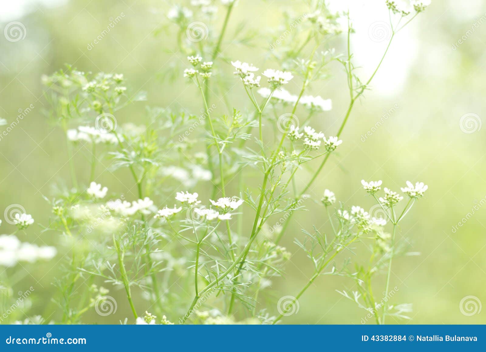 Flores del cilantro foto de archivo. Imagen de texturizado - 43382884