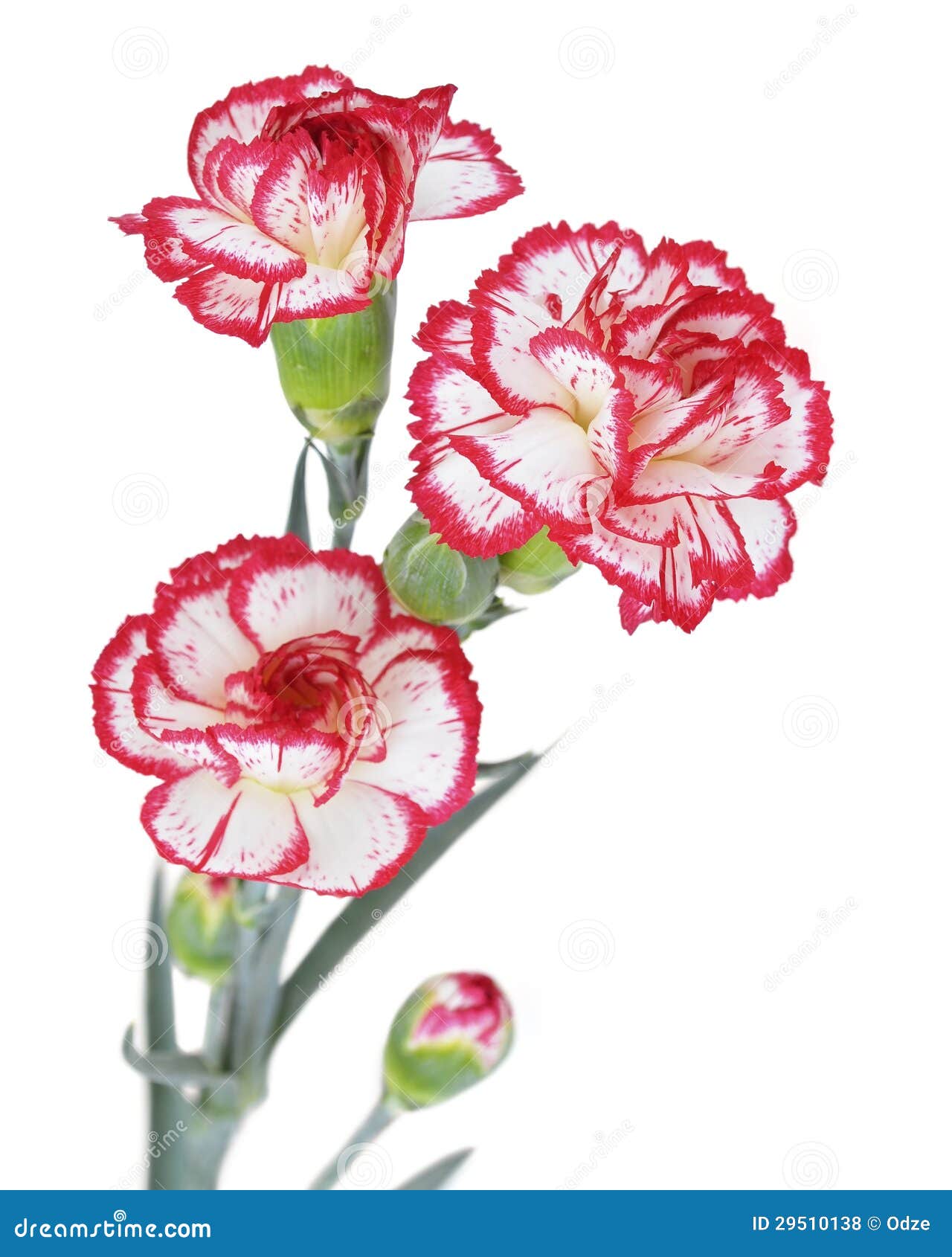 Flores del clavel foto de archivo. Imagen de agradable - 29510138