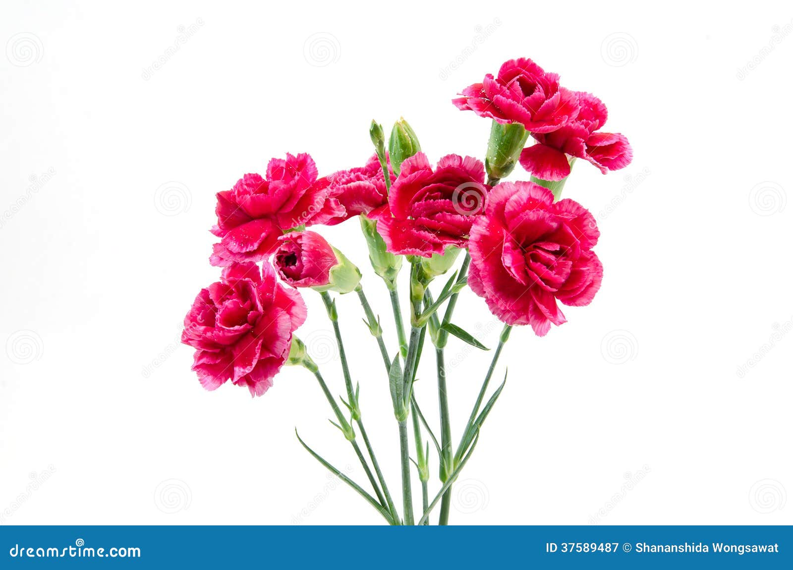 Flores del clavel imagen de archivo. Imagen de ramo, planta - 37589487