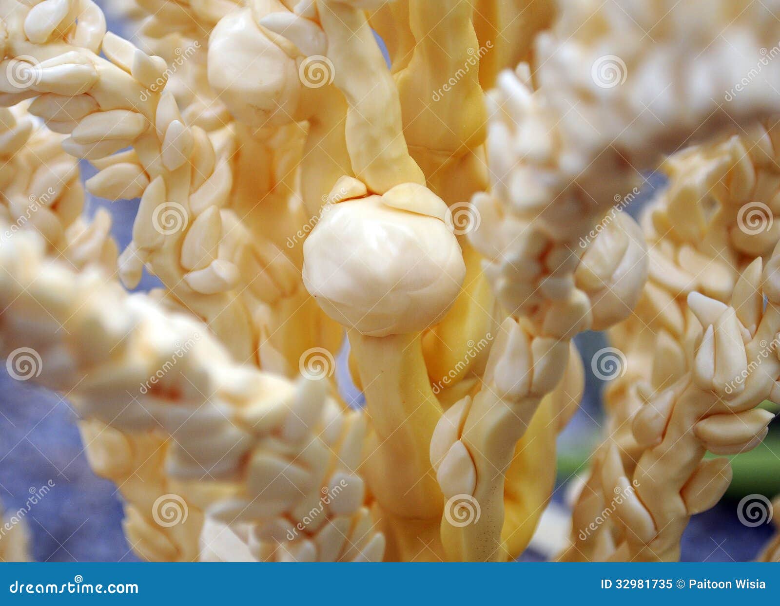 Flores del coco. imagen de archivo. Imagen de mercado - 32981735