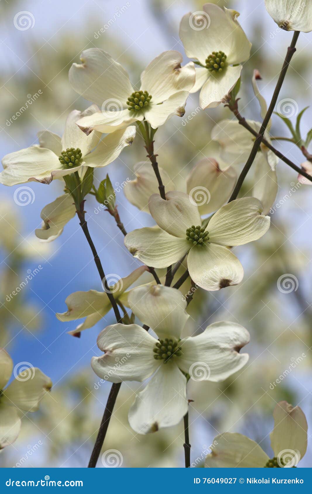 Flores Del Cornejo Floreciente Imagen de archivo - Imagen de retrato ...
