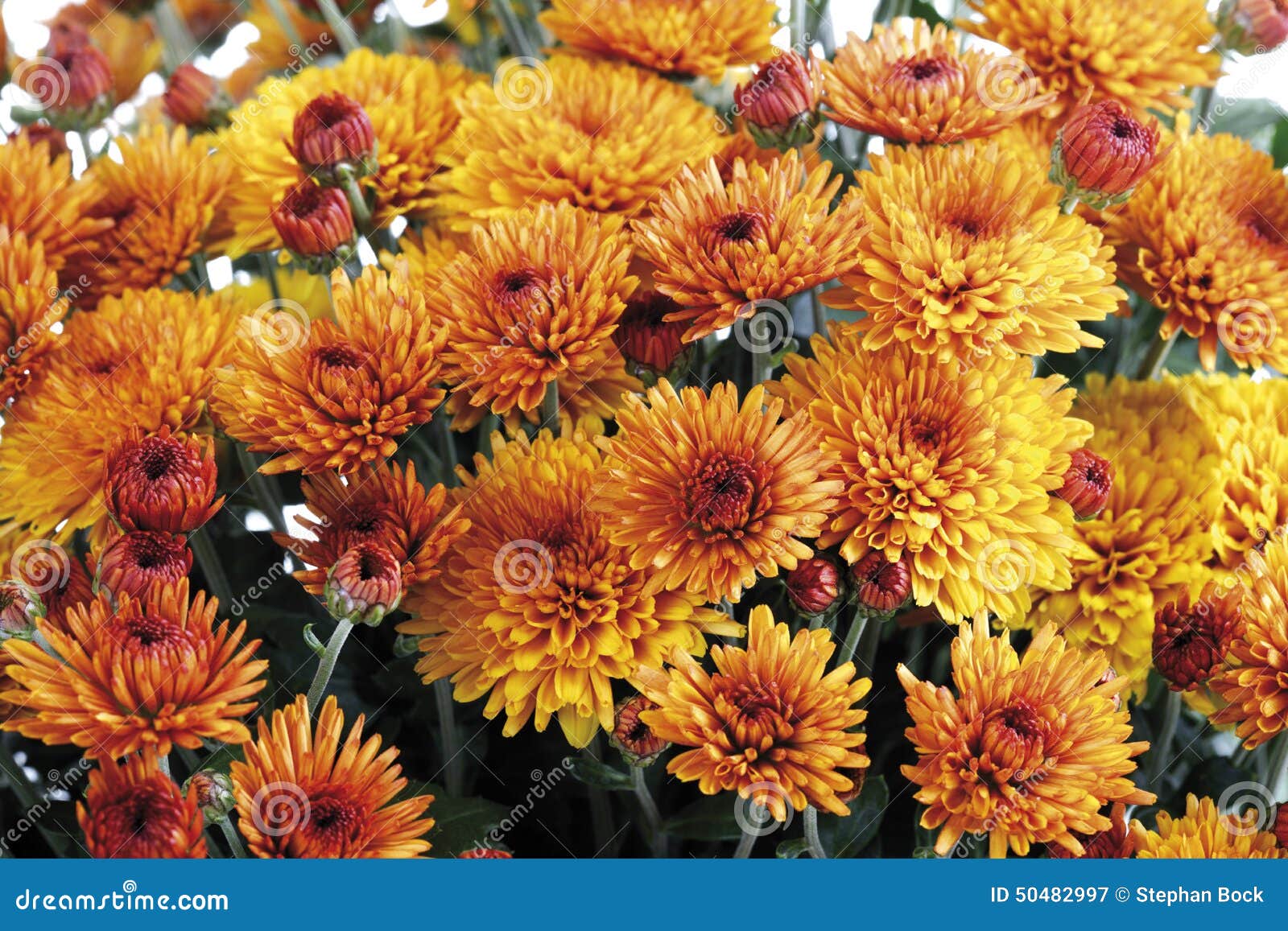 Flores Del Crisantemo Con Las Hojas (indicum Del Crisantemo) Imagen de ...