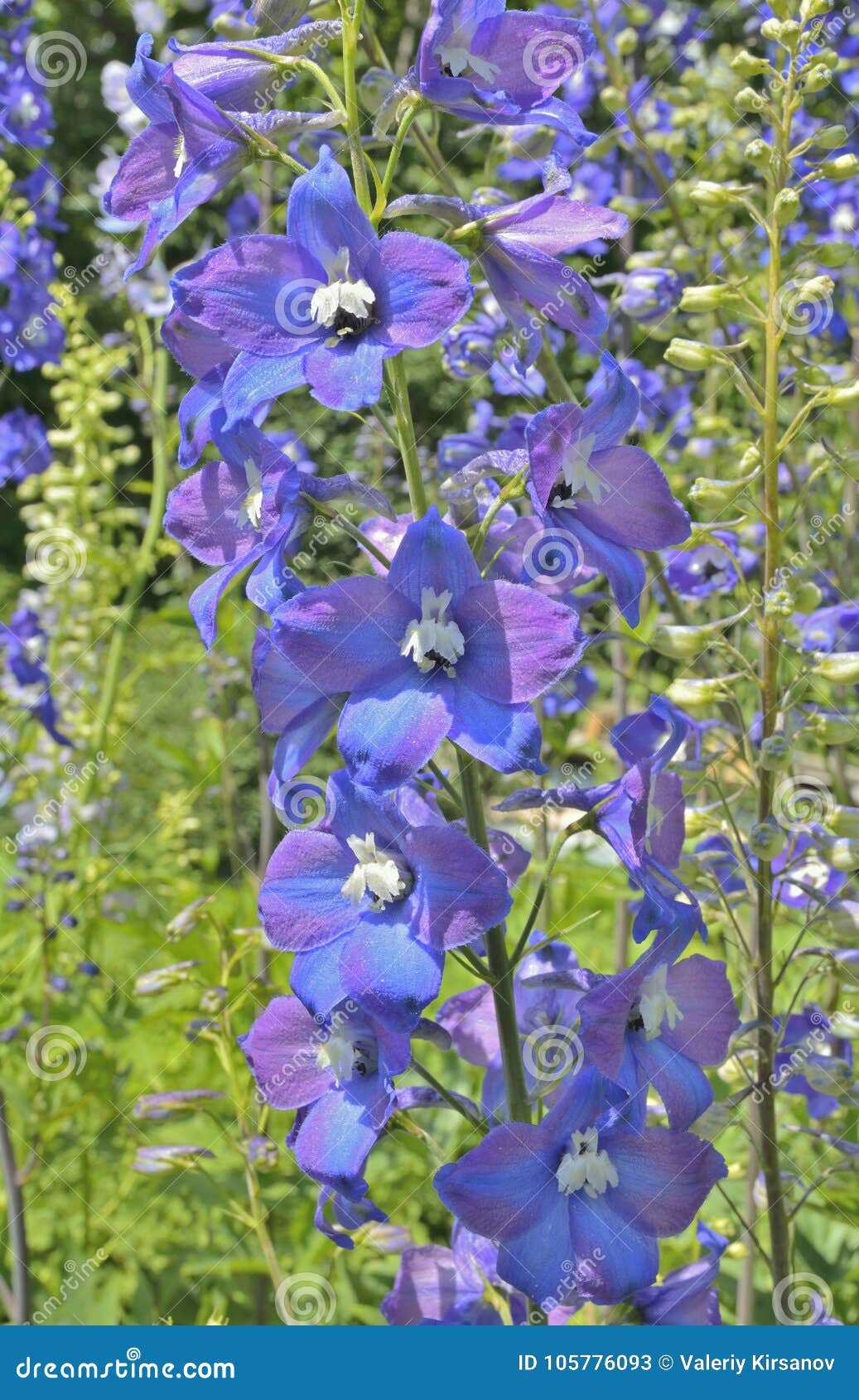 Flores del delfinio 1 imagen de archivo. Imagen de delfinio - 105776093