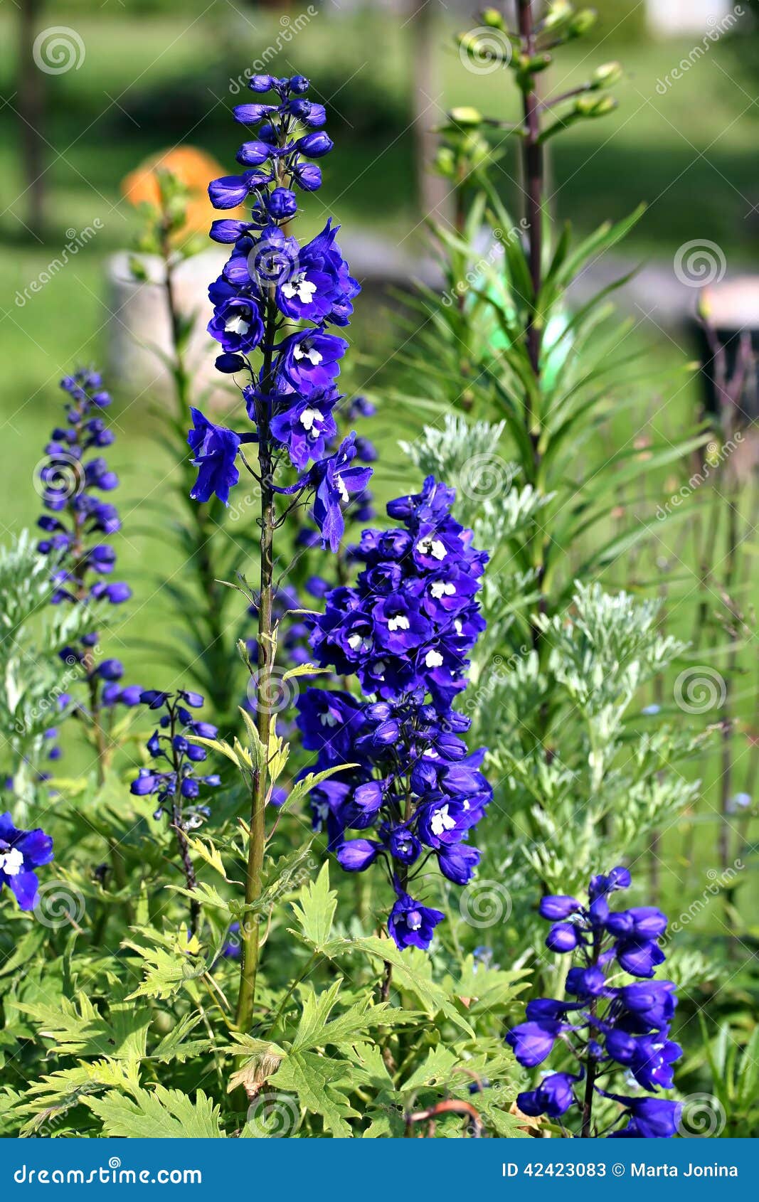 Flores del delfinio imagen de archivo. Imagen de ornamental - 42423083