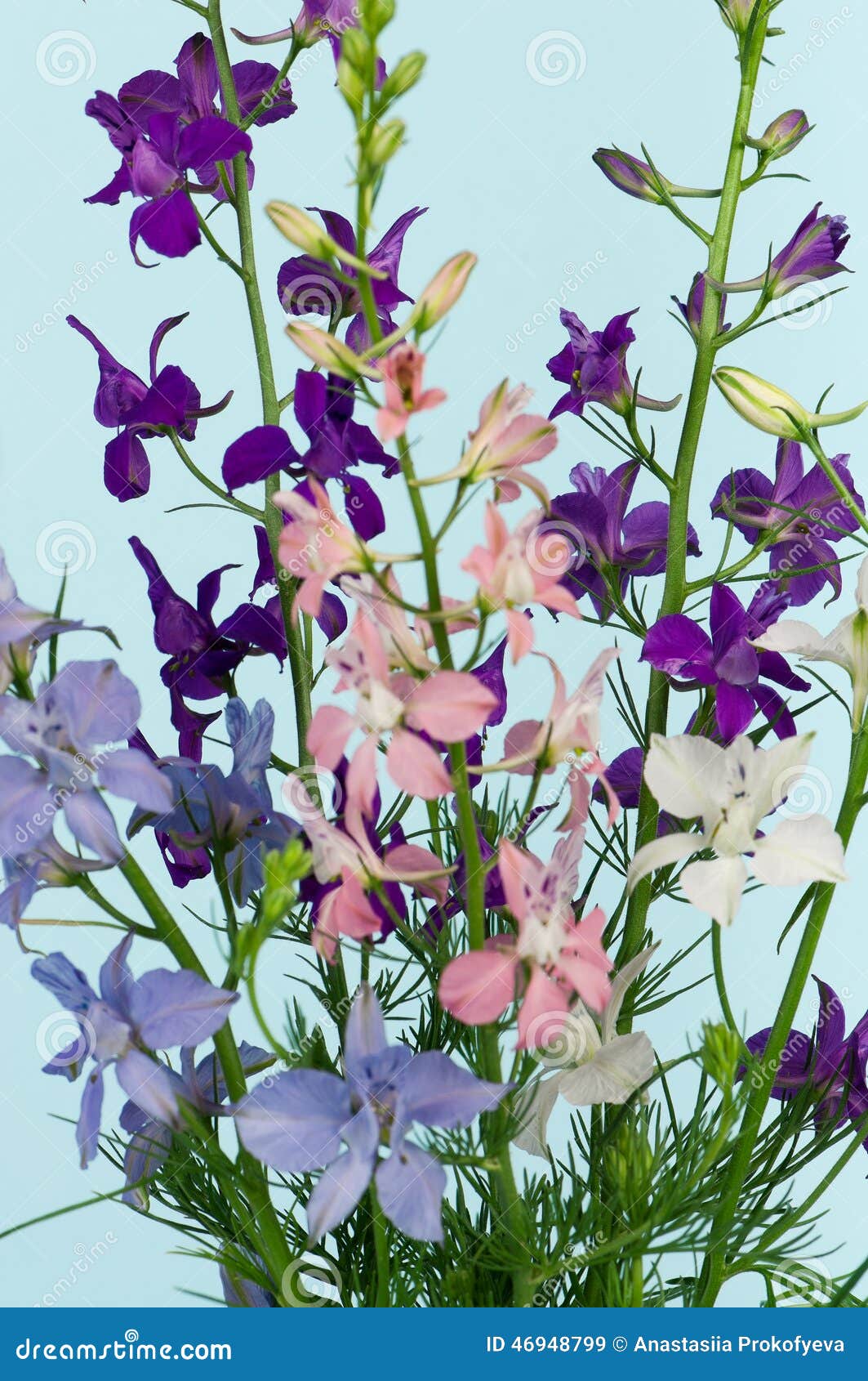 Flores del delfinio imagen de archivo. Imagen de fondo - 46948799