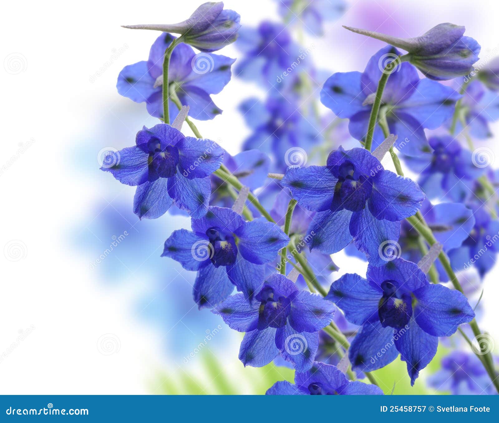 Flores del Delphinium imagen de archivo. Imagen de floral - 25458757