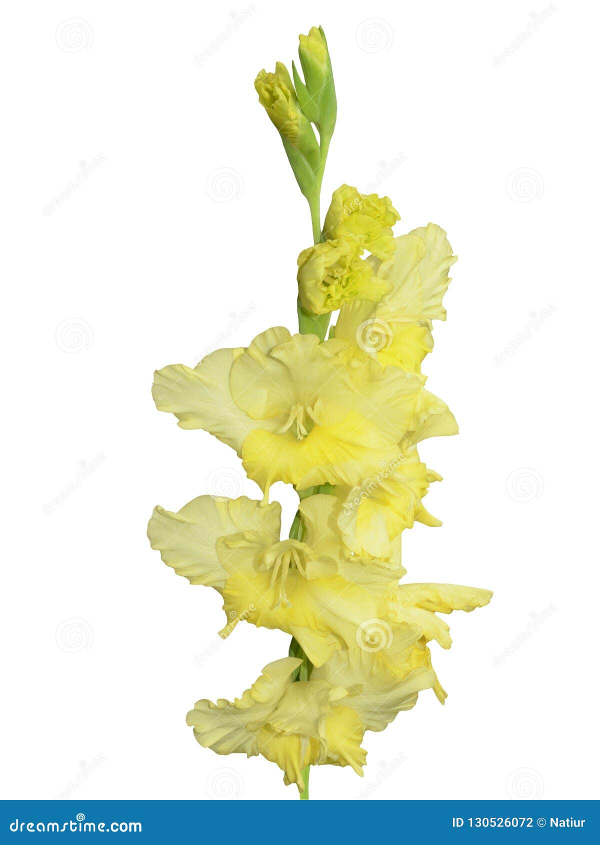 Flores Del Gladiolo Aisladas En Blanco Foto de archivo - Imagen de ...