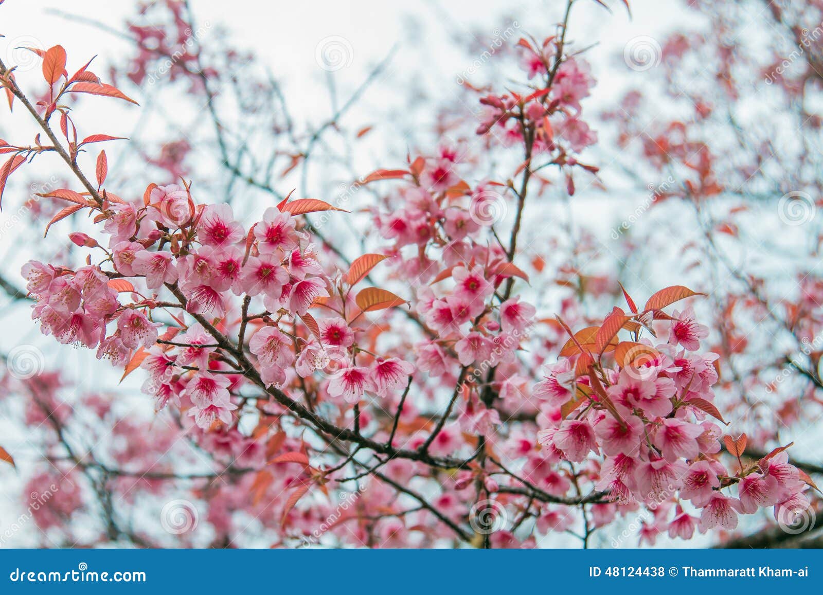 Flores del invierno foto de archivo. Imagen de flora - 48124438