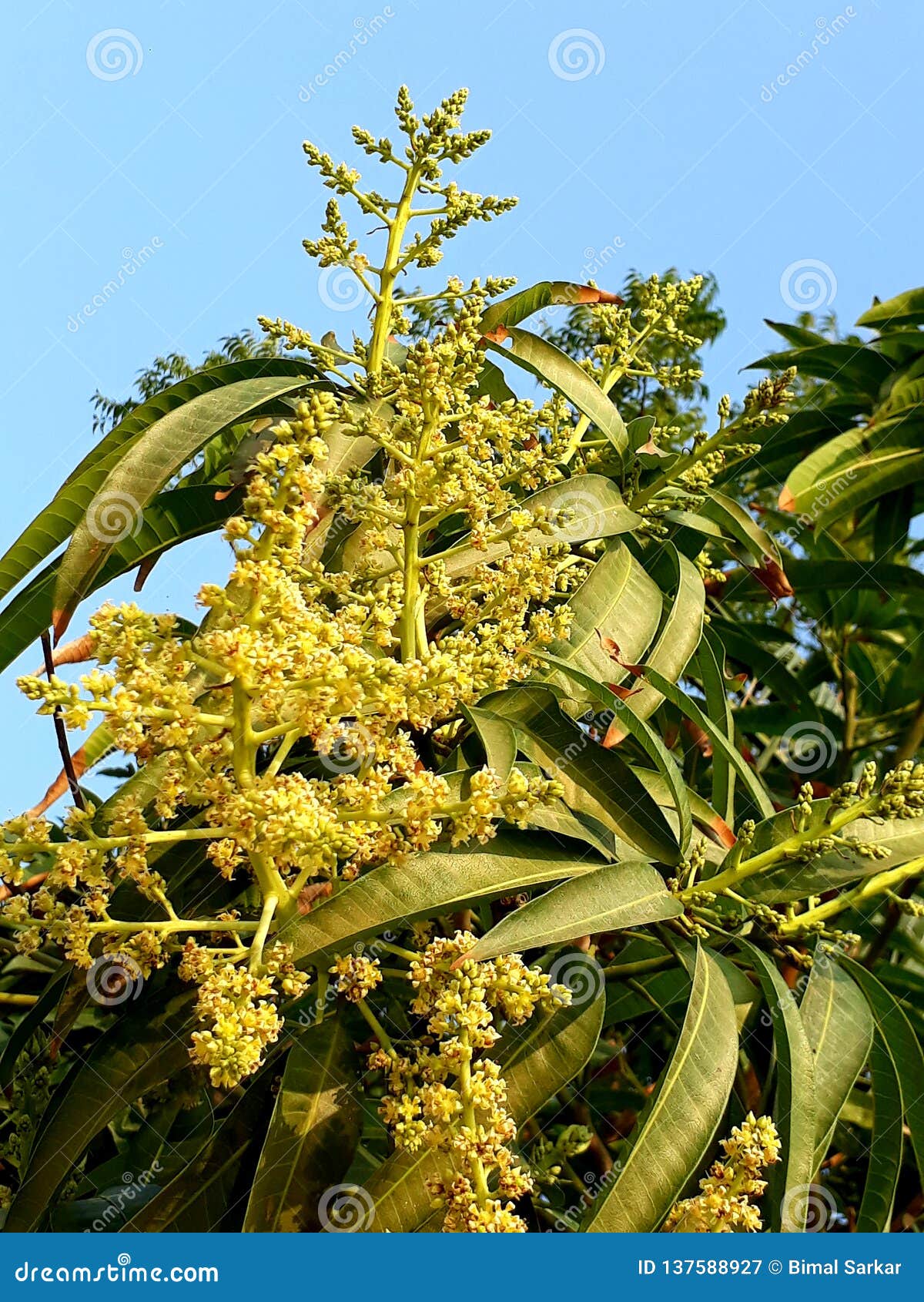 Flores del mango imagen de archivo. Imagen de travieso - 137588927
