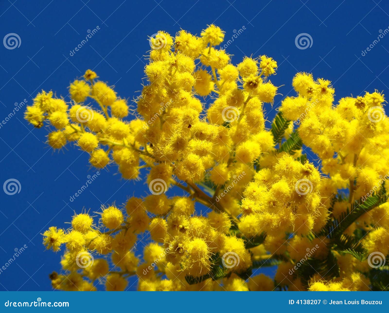 Flores del Mimosa imagen de archivo. Imagen de polen, fresco - 4138207