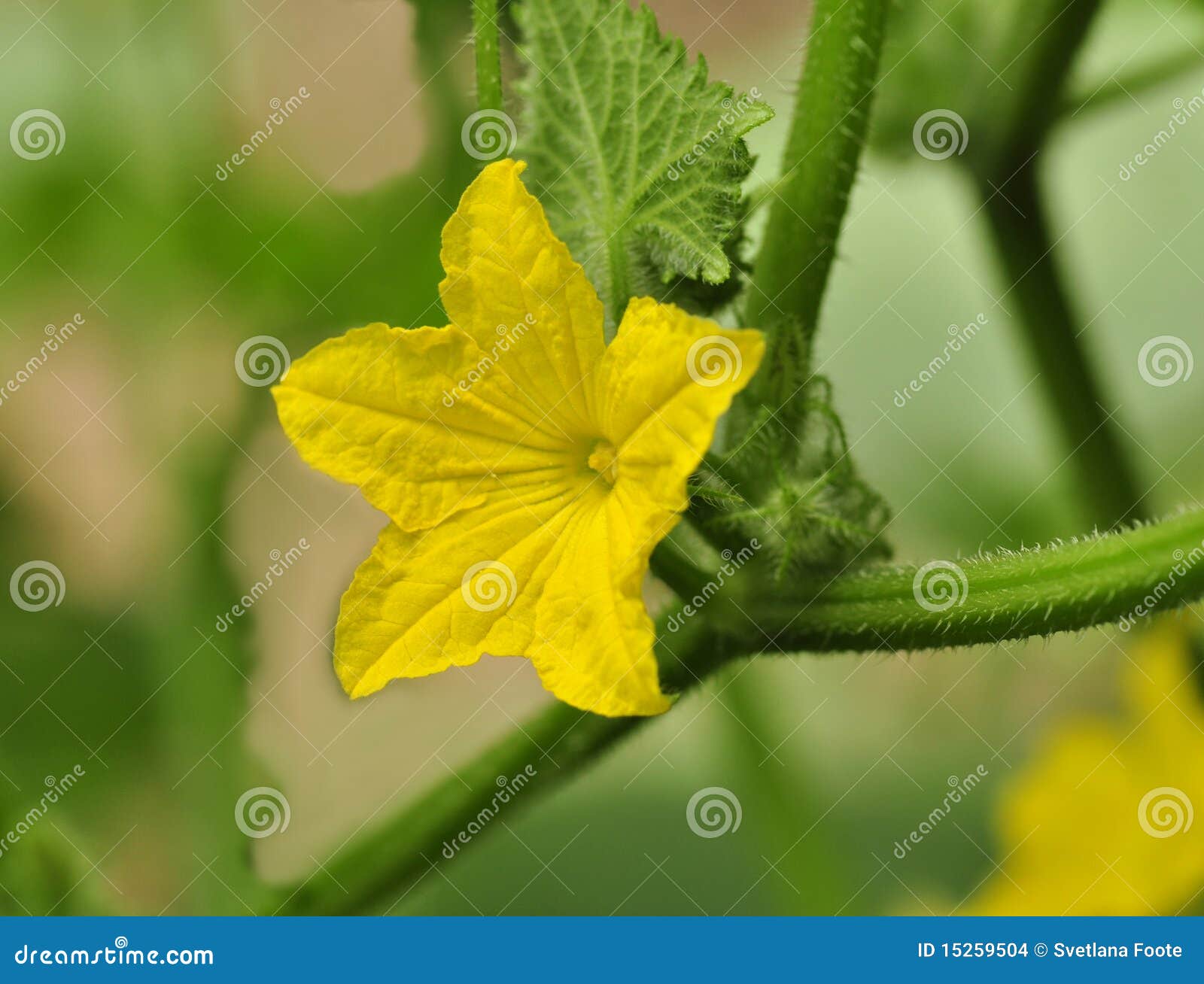 Flores del pepino foto de archivo. Imagen de horizontal - 15259504