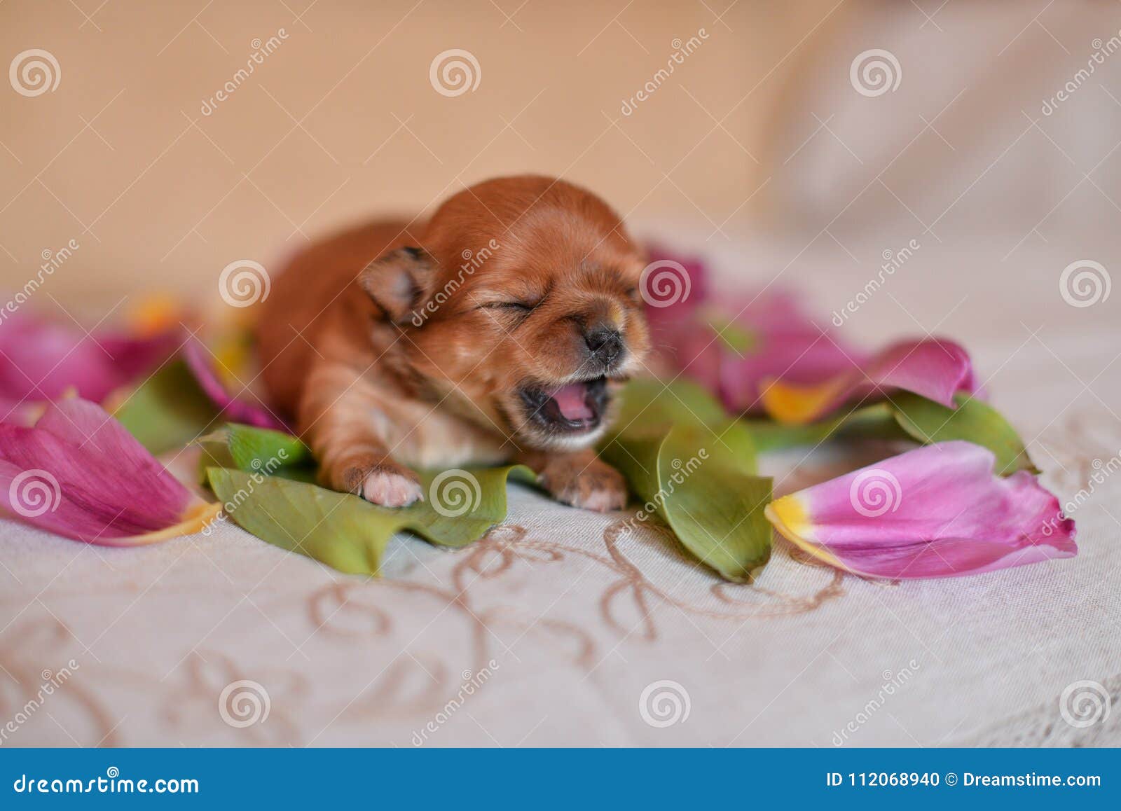 Flores del perrito foto de archivo. Imagen de mirando - 112068940