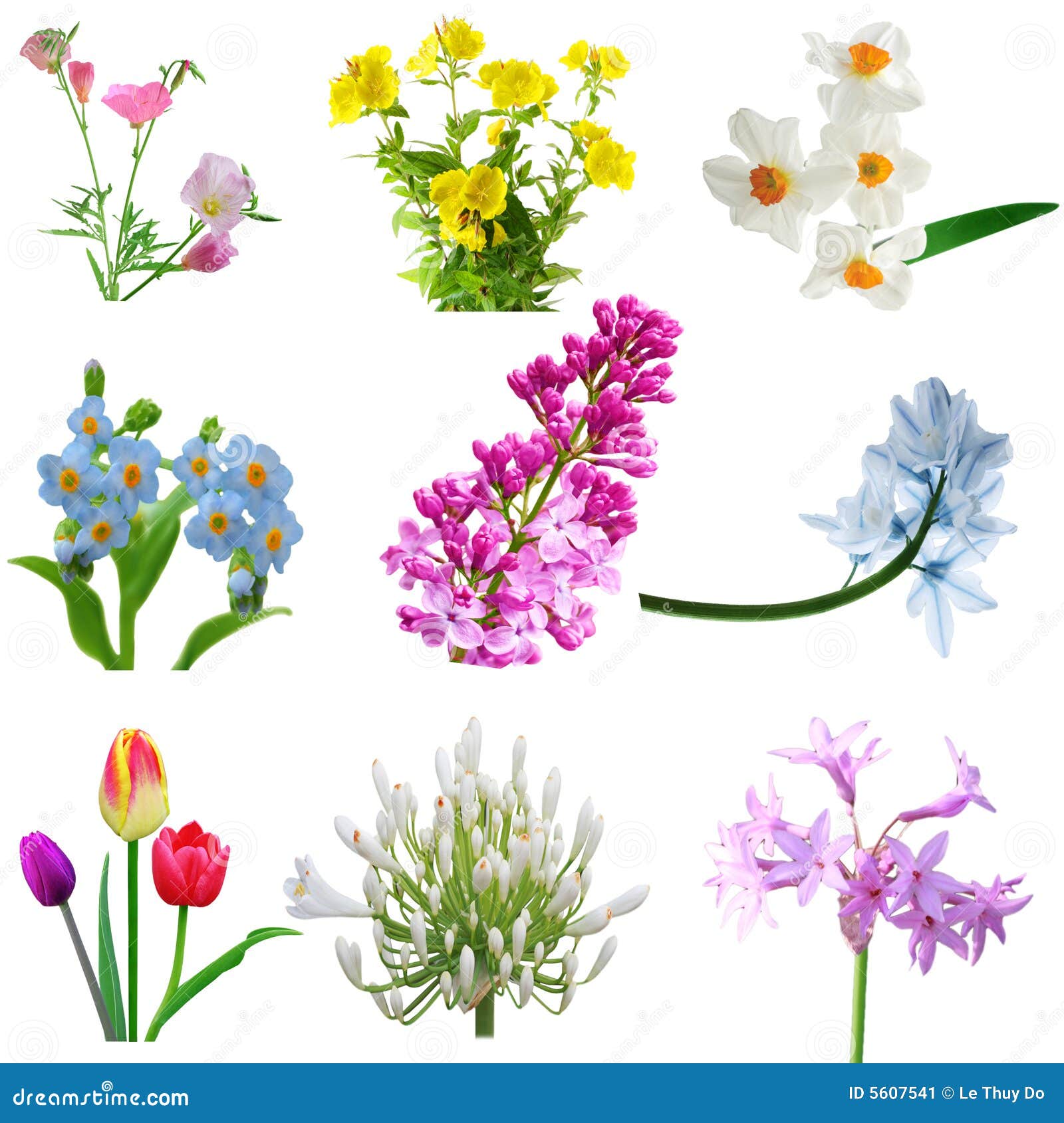 31,293 Flores En Racimos Fotos - Libres de Derechos y Gratuitas de ...