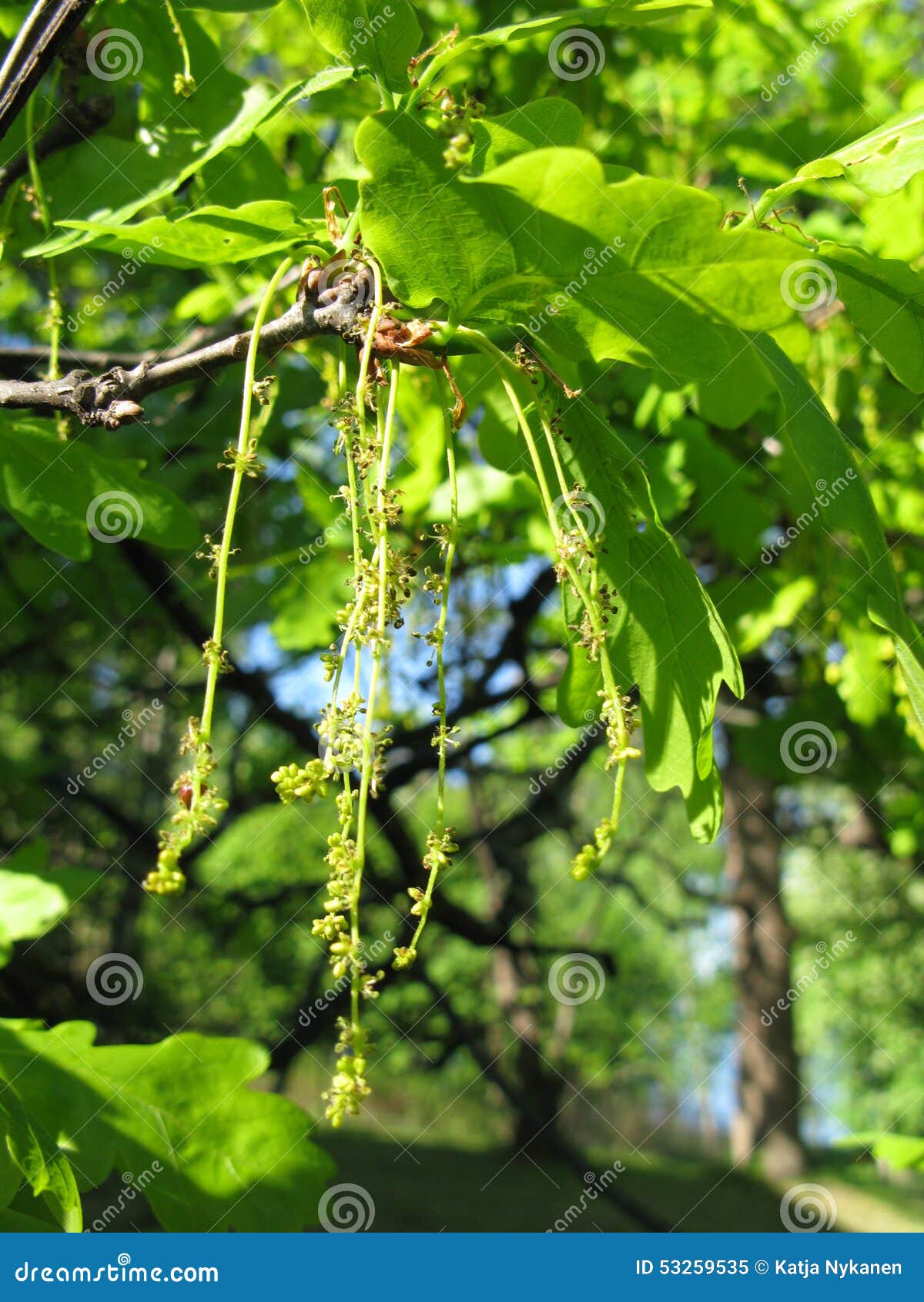Flores del roble imagen de archivo. Imagen de asoleado - 53259535
