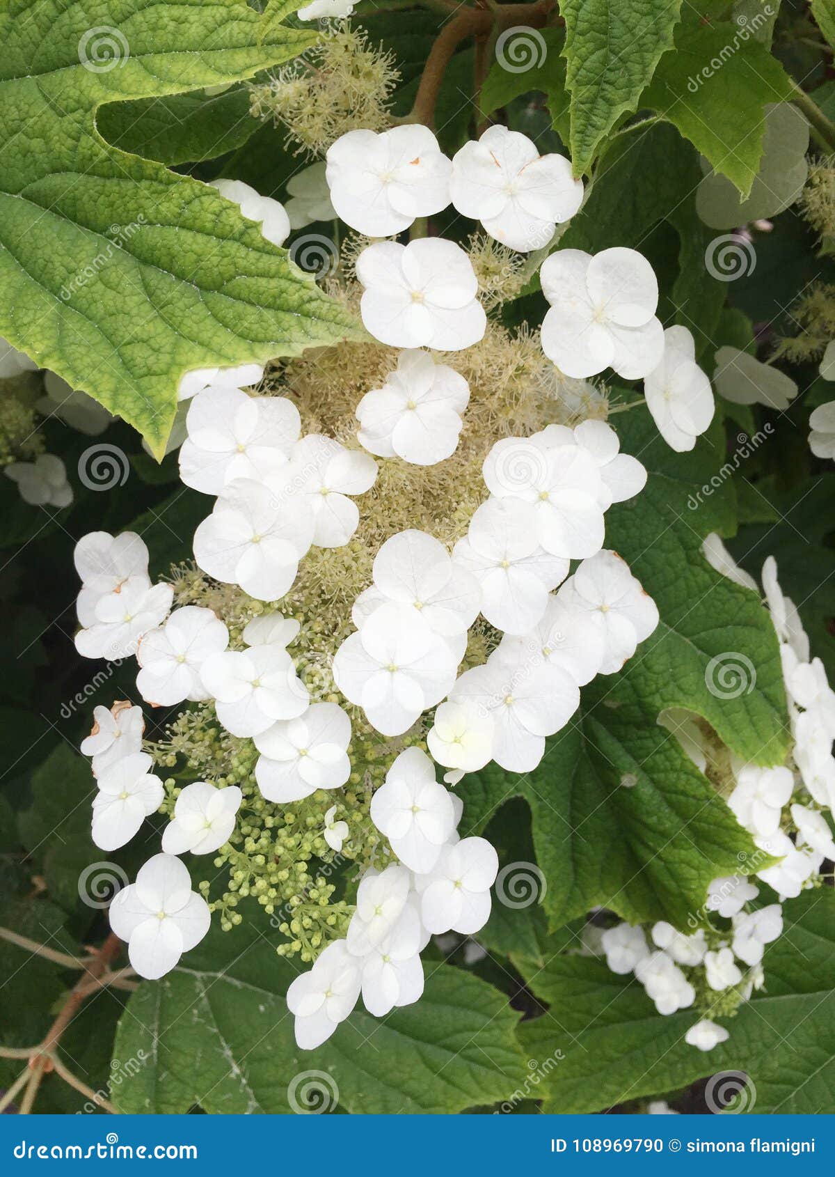 Flores del roble blanco foto de archivo. Imagen de exterior - 108969790