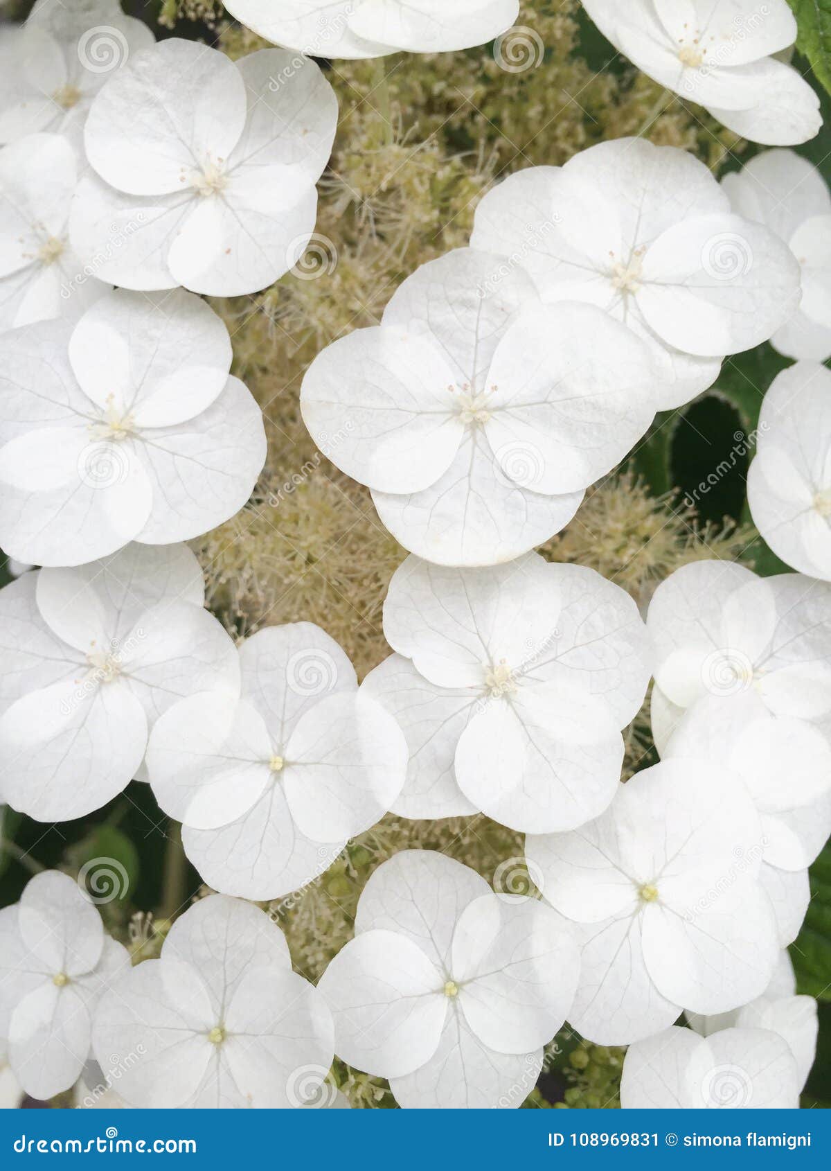 Flores del roble blanco imagen de archivo. Imagen de roble - 108969831
