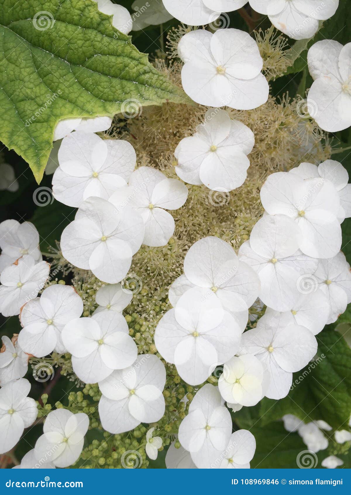Flores del roble blanco foto de archivo. Imagen de pétalo - 108969846