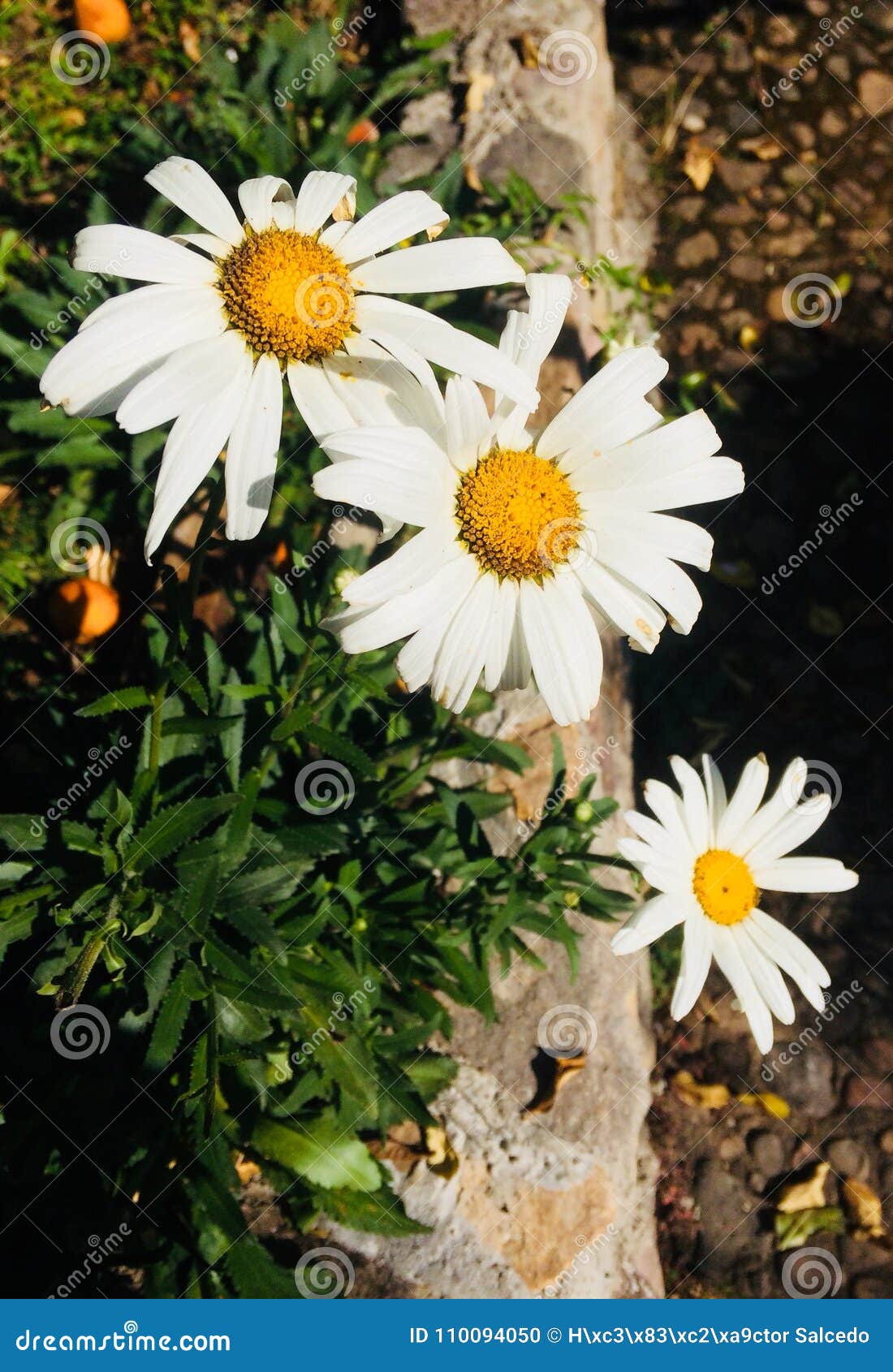 3 sunshine stock photo. Image of white, nature, flowers - 110094050
