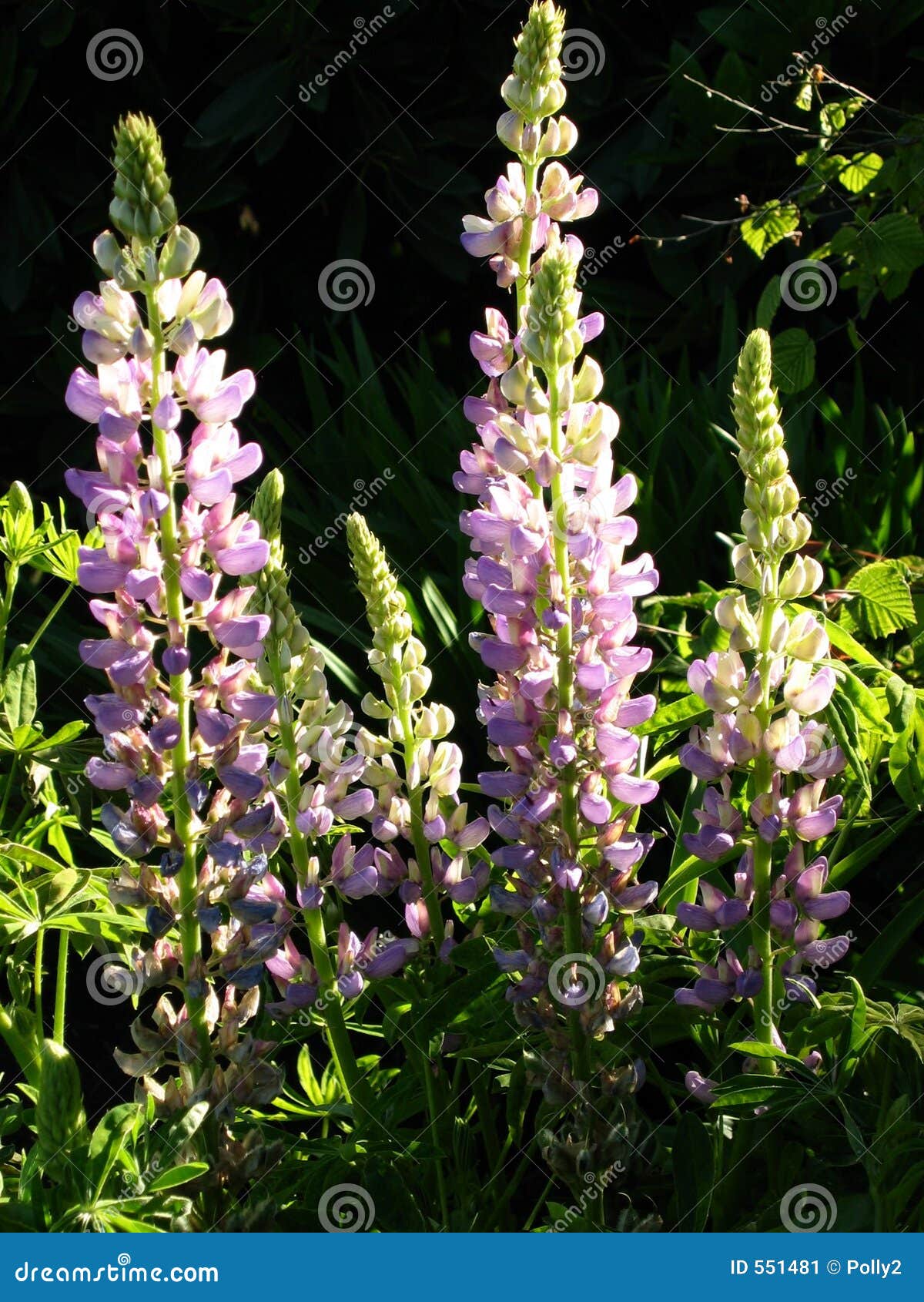 Flores del tallo imagen de archivo. Imagen de tallo, flores - 551481