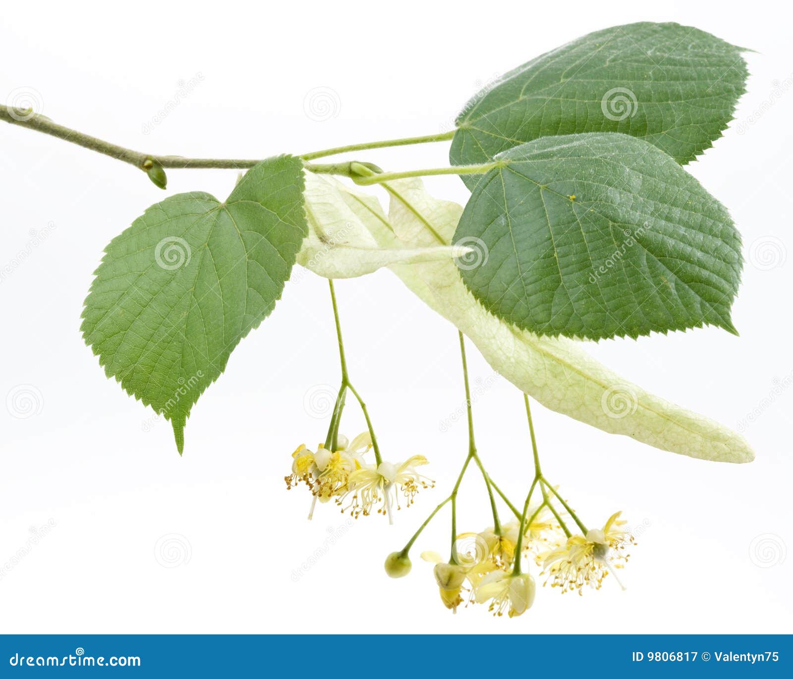 Flores del tilo-árbol imagen de archivo. Imagen de floral - 9806817