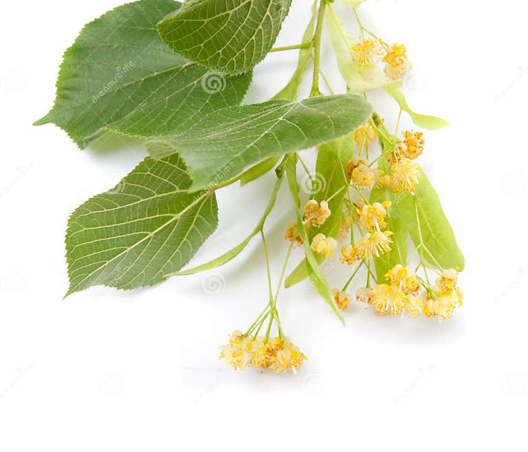 Flores del tilo imagen de archivo. Imagen de ligar, flora - 19996059