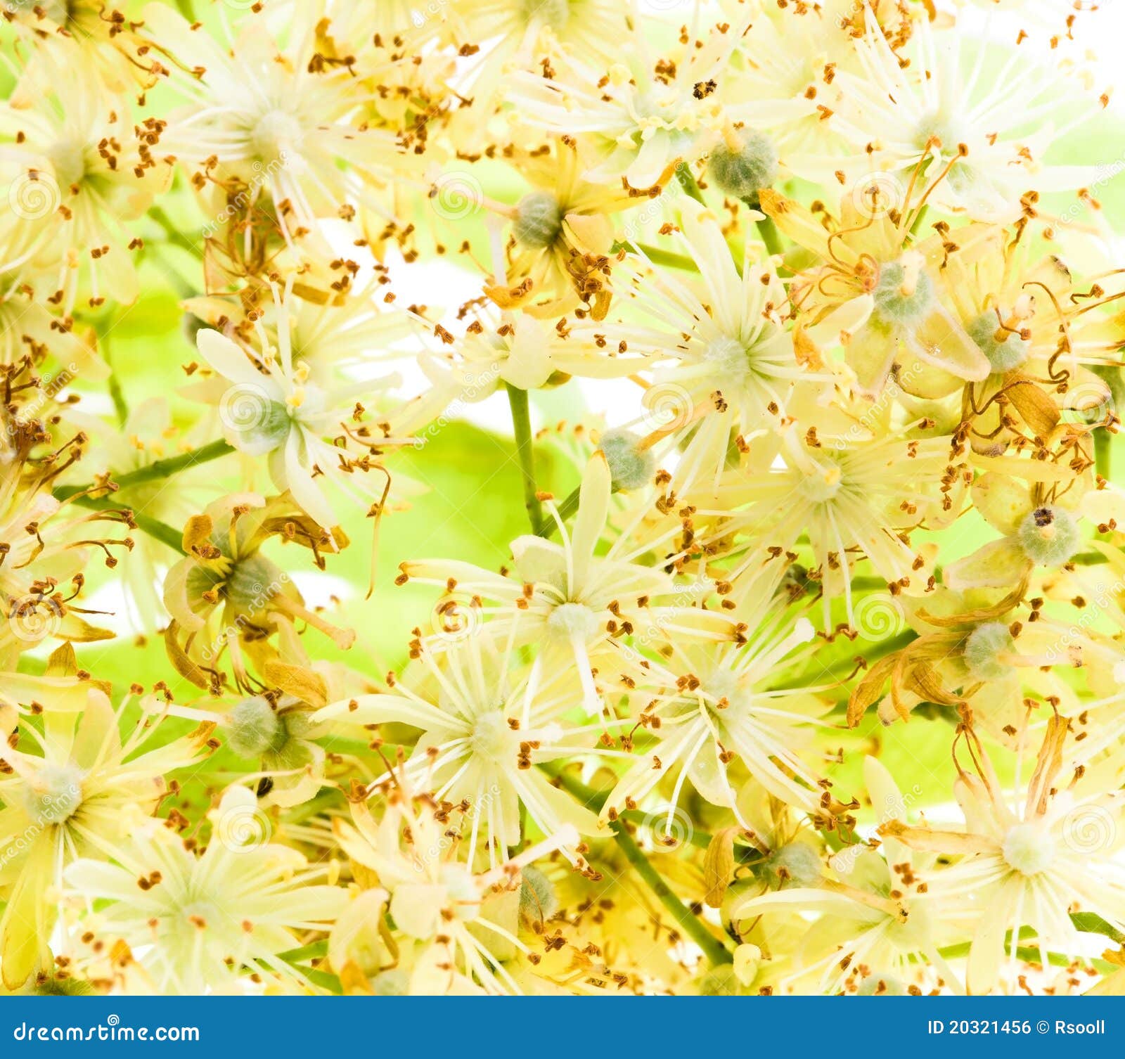 Flores del tilo foto de archivo. Imagen de vivo, planta - 20321456