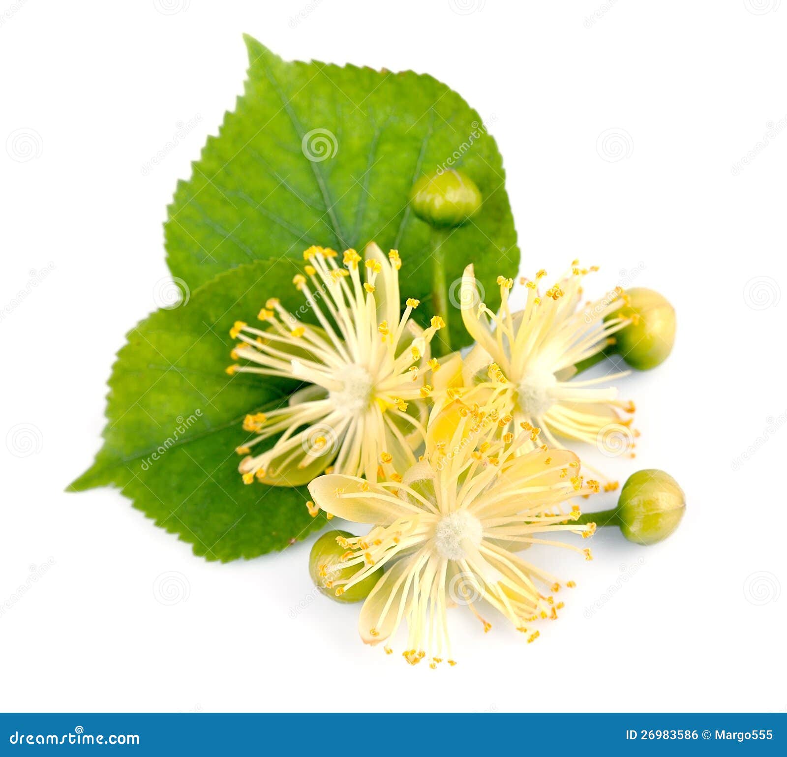 Flores del tilo foto de archivo. Imagen de medicinal - 26983586